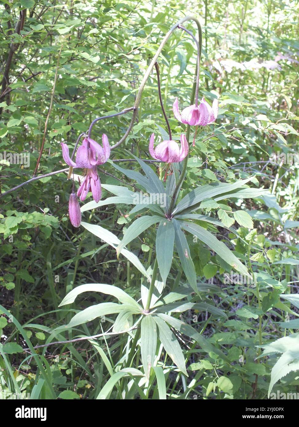 Lilium pilosiusculum hi-res stock photography and images - Alamy