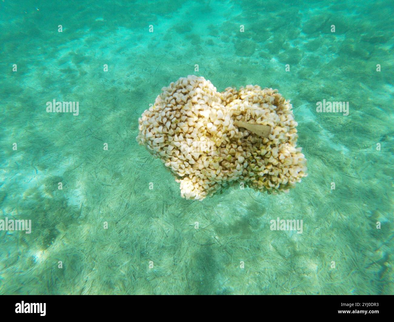 Murex hexaplex trunculus hi-res stock photography and images - Alamy