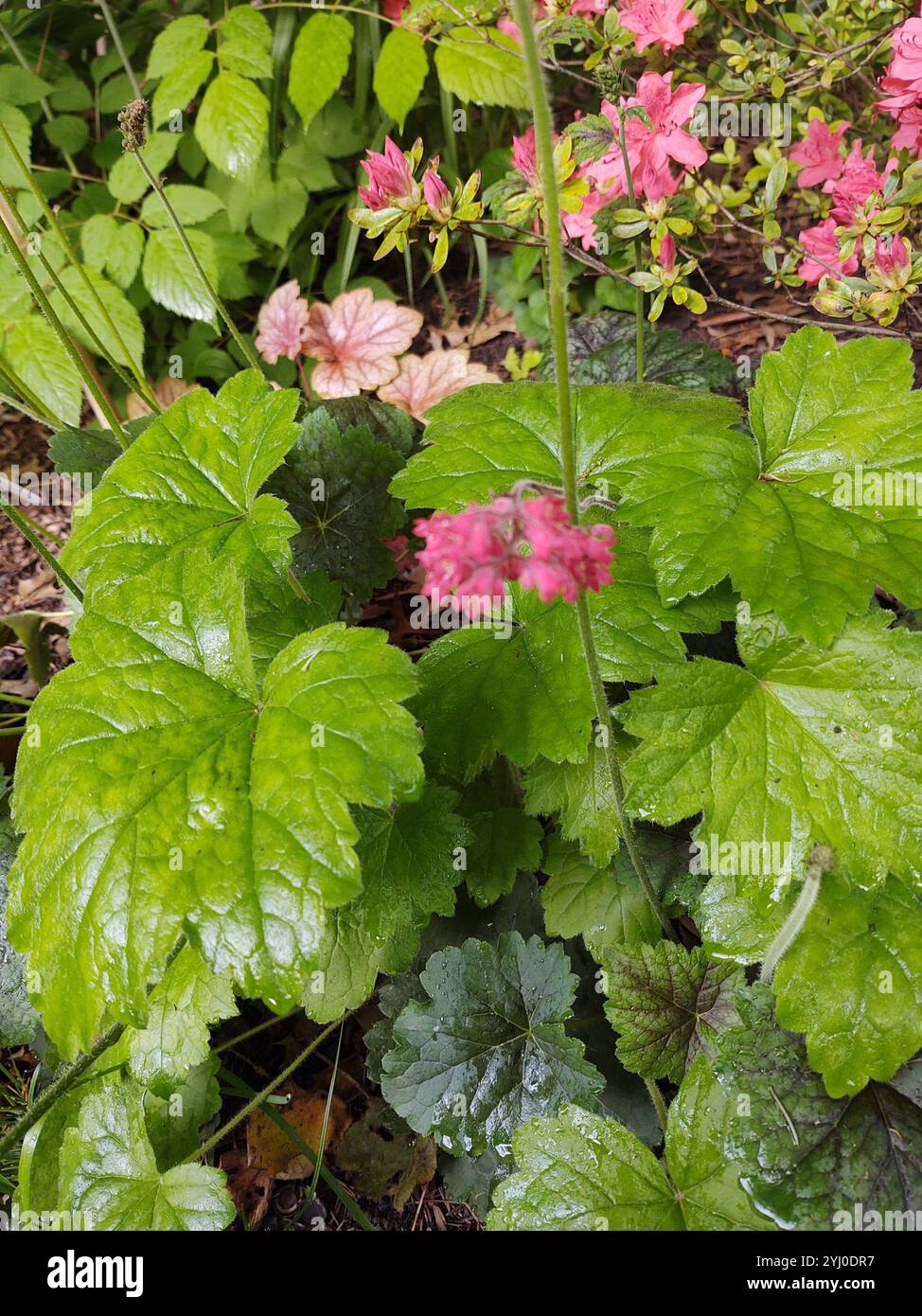 American alumroot heuchera americana hi-res stock photography and ...