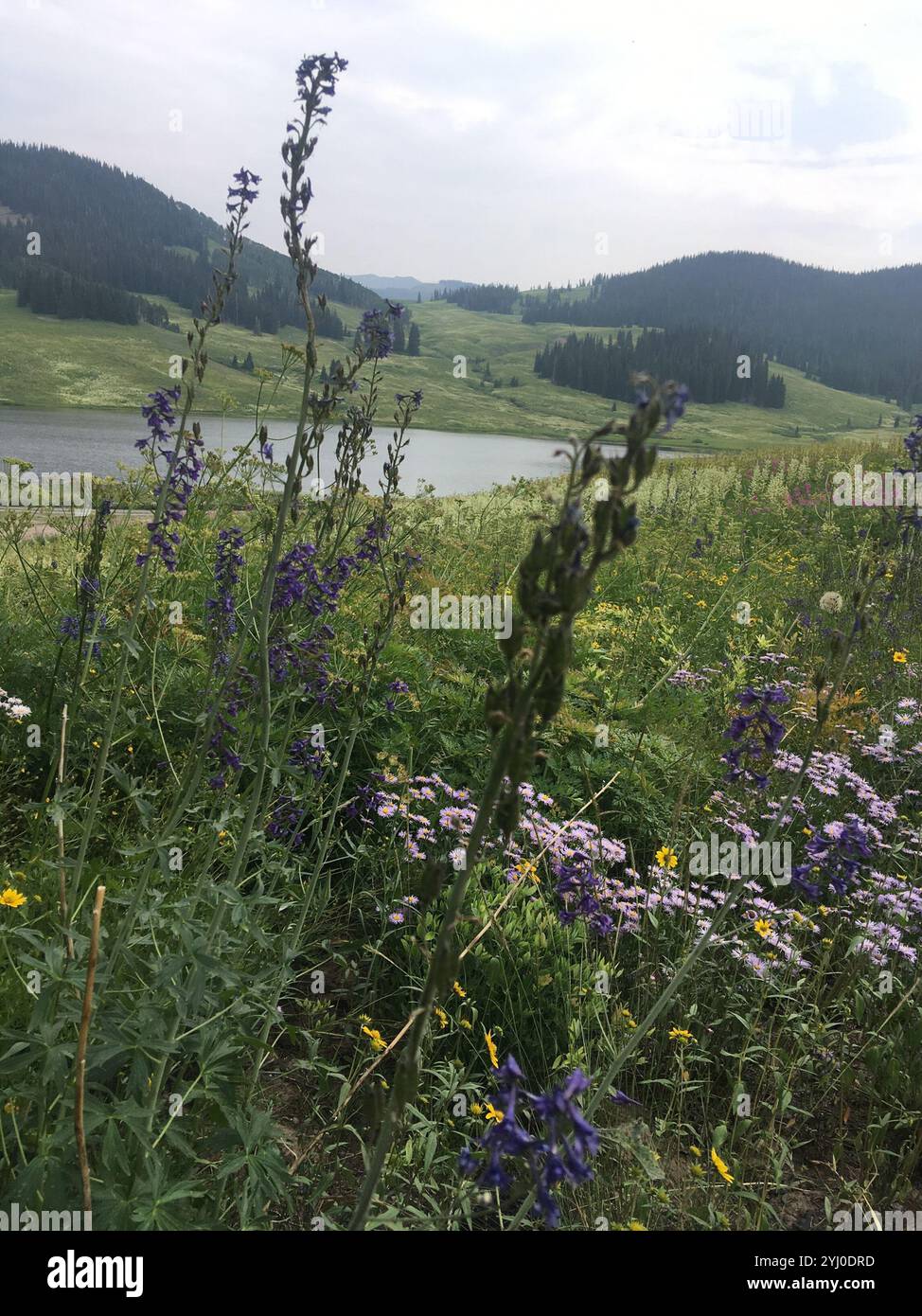 Subalpine Larkspur (Delphinium barbeyi Stock Photo - Alamy