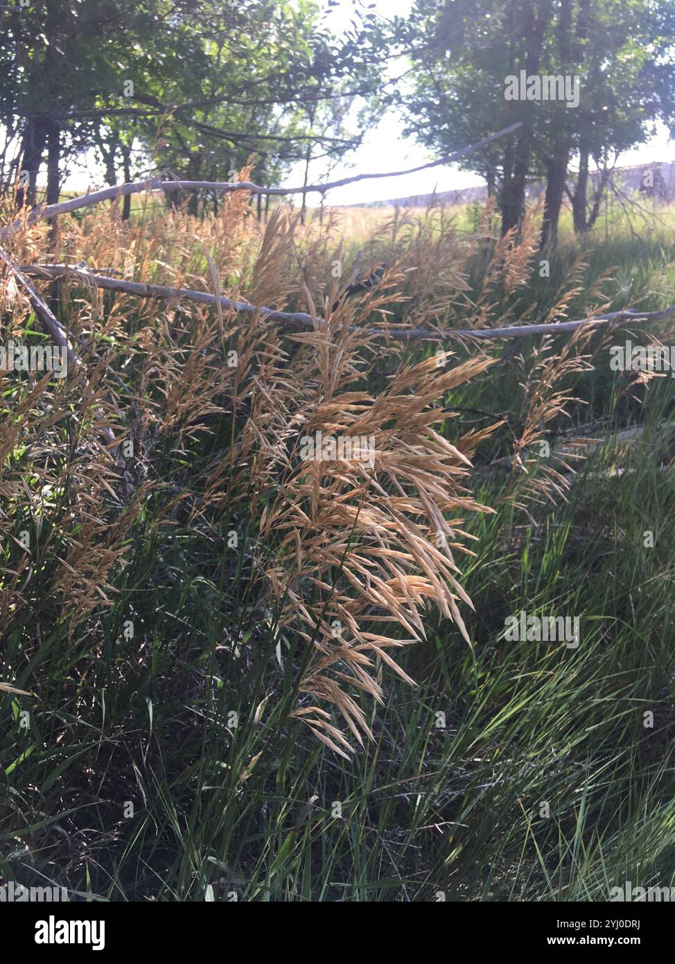Smooth Brome (Bromus inermis Stock Photo - Alamy