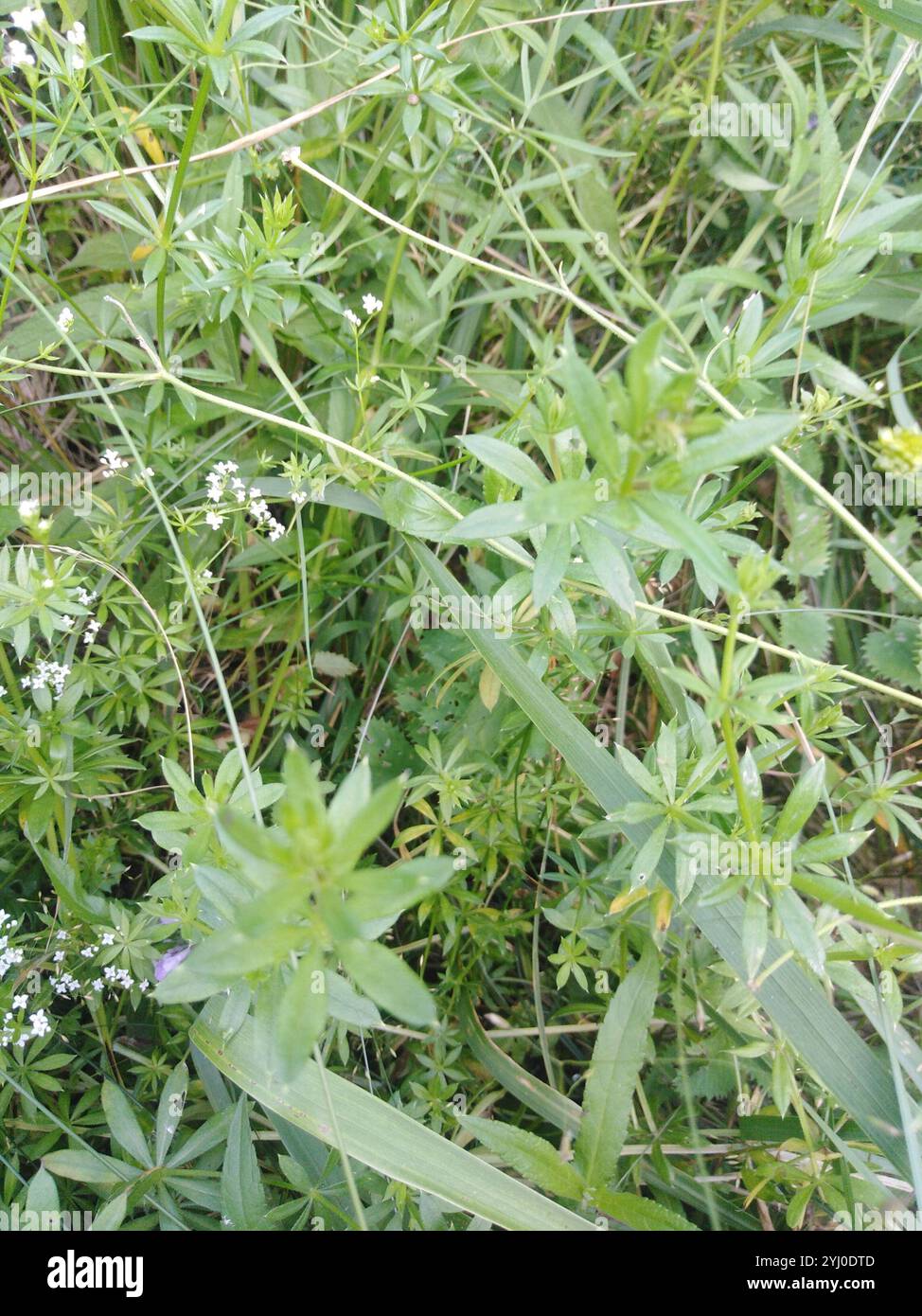 River Bedstraw (Galium rivale Stock Photo - Alamy
