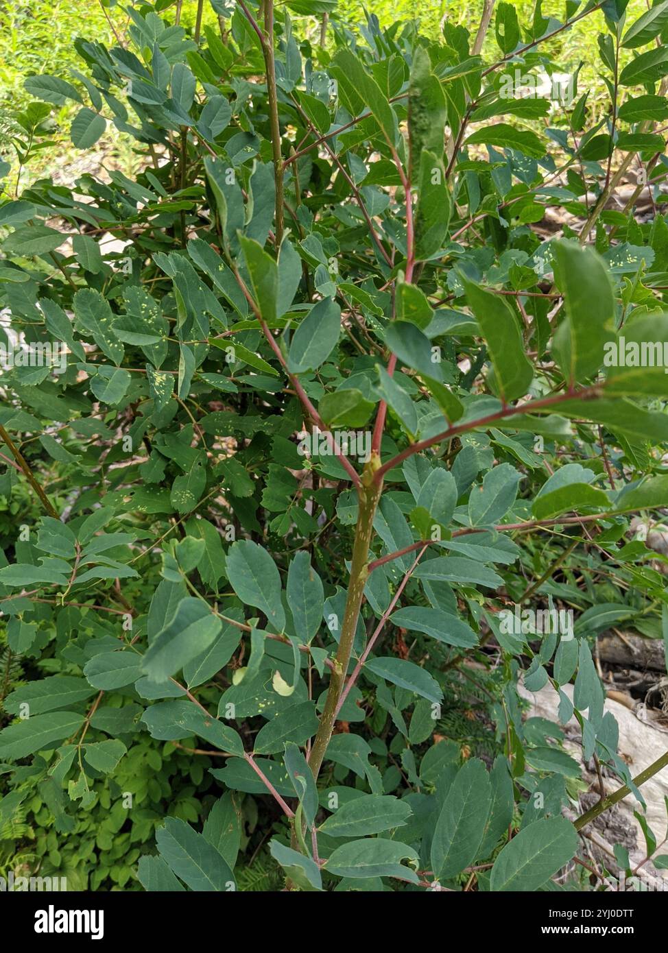 Sitka Mountain-Ash (Sorbus sitchensis Stock Photo - Alamy