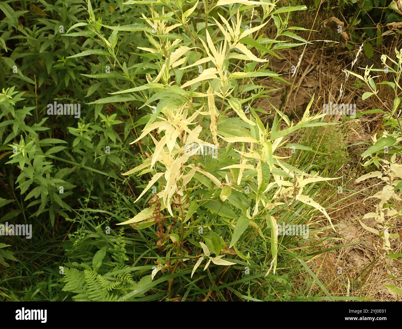 Bacterial speck hi-res stock photography and images - Alamy