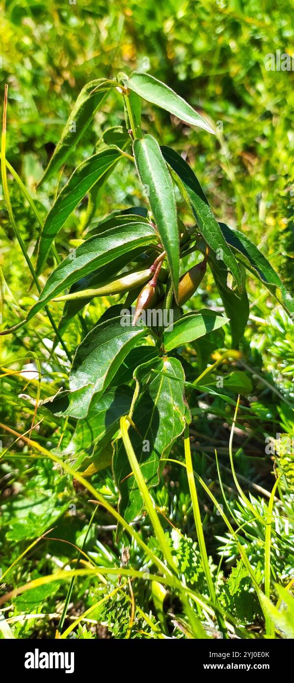 Strangling vines hi-res stock photography and images - Alamy