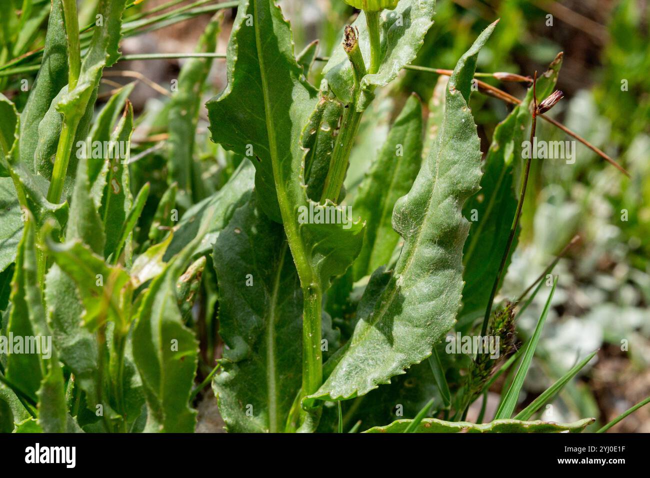 Thickleaf Ragwort (Senecio crassulus Stock Photo - Alamy