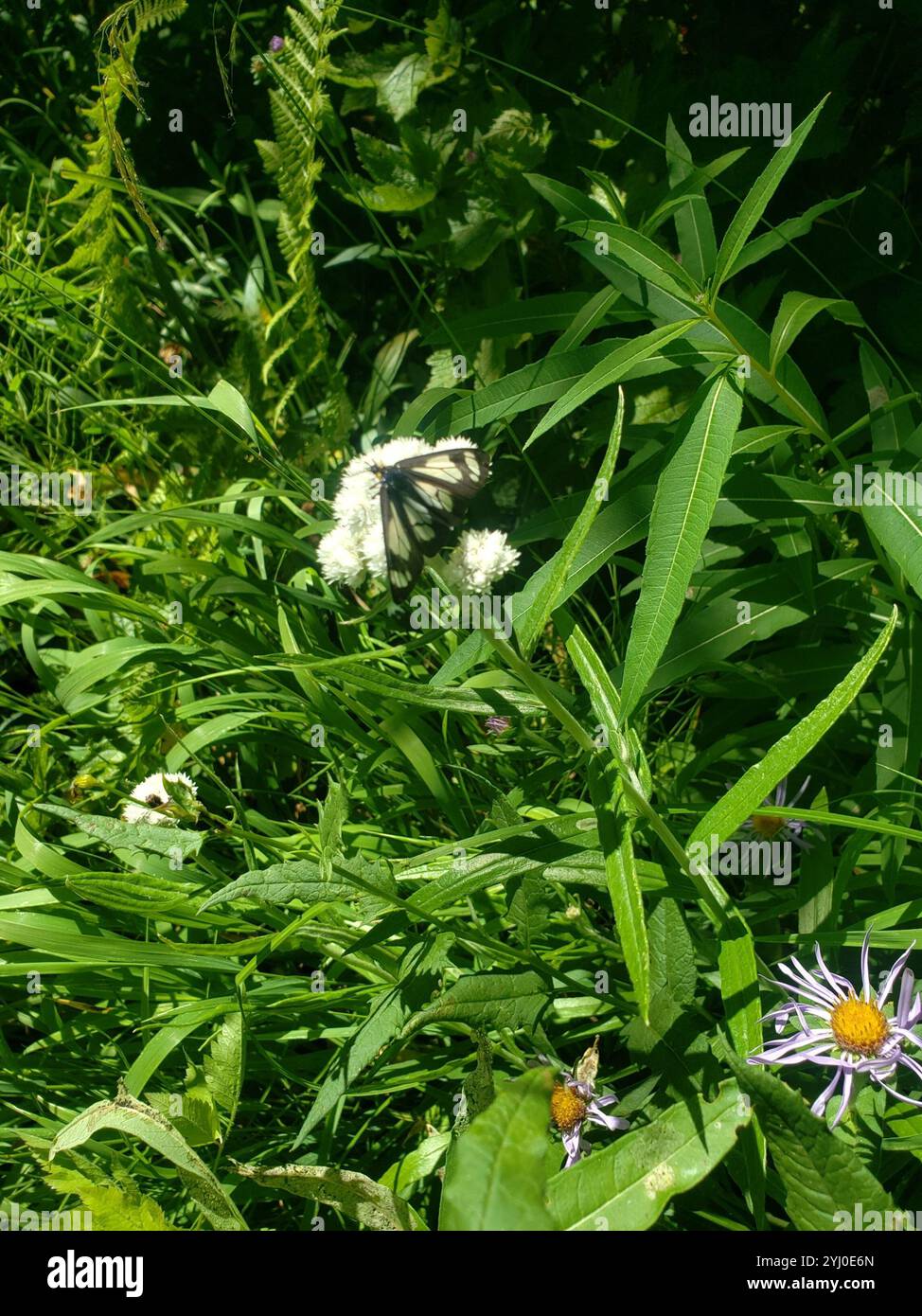 Police Car Moth (Gnophaela vermiculata Stock Photo - Alamy