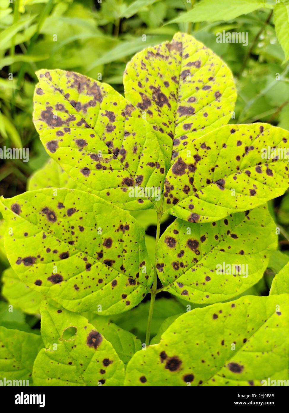 Ash Leaf Spot (Mycosphaerella fraxinicola Stock Photo - Alamy