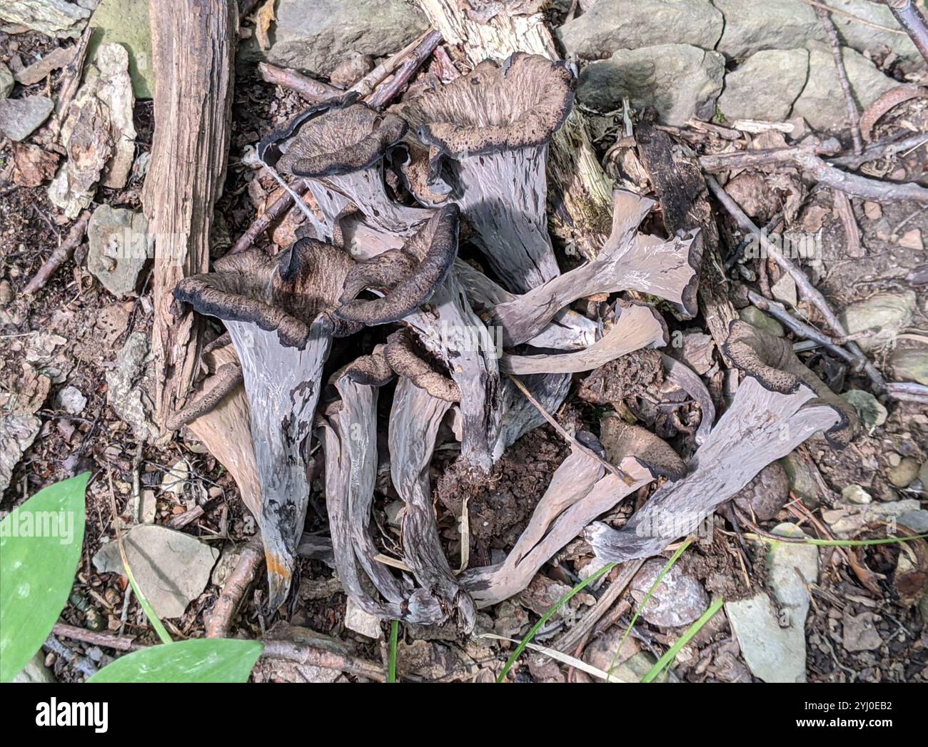 Eastern Black Trumpet (Craterellus fallax Stock Photo - Alamy