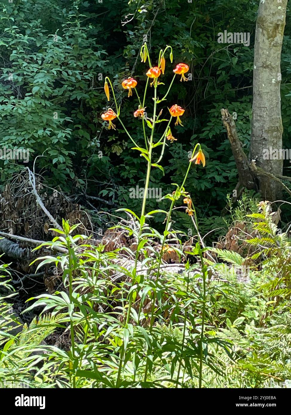 Leopard Lily (Lilium pardalinum Stock Photo - Alamy