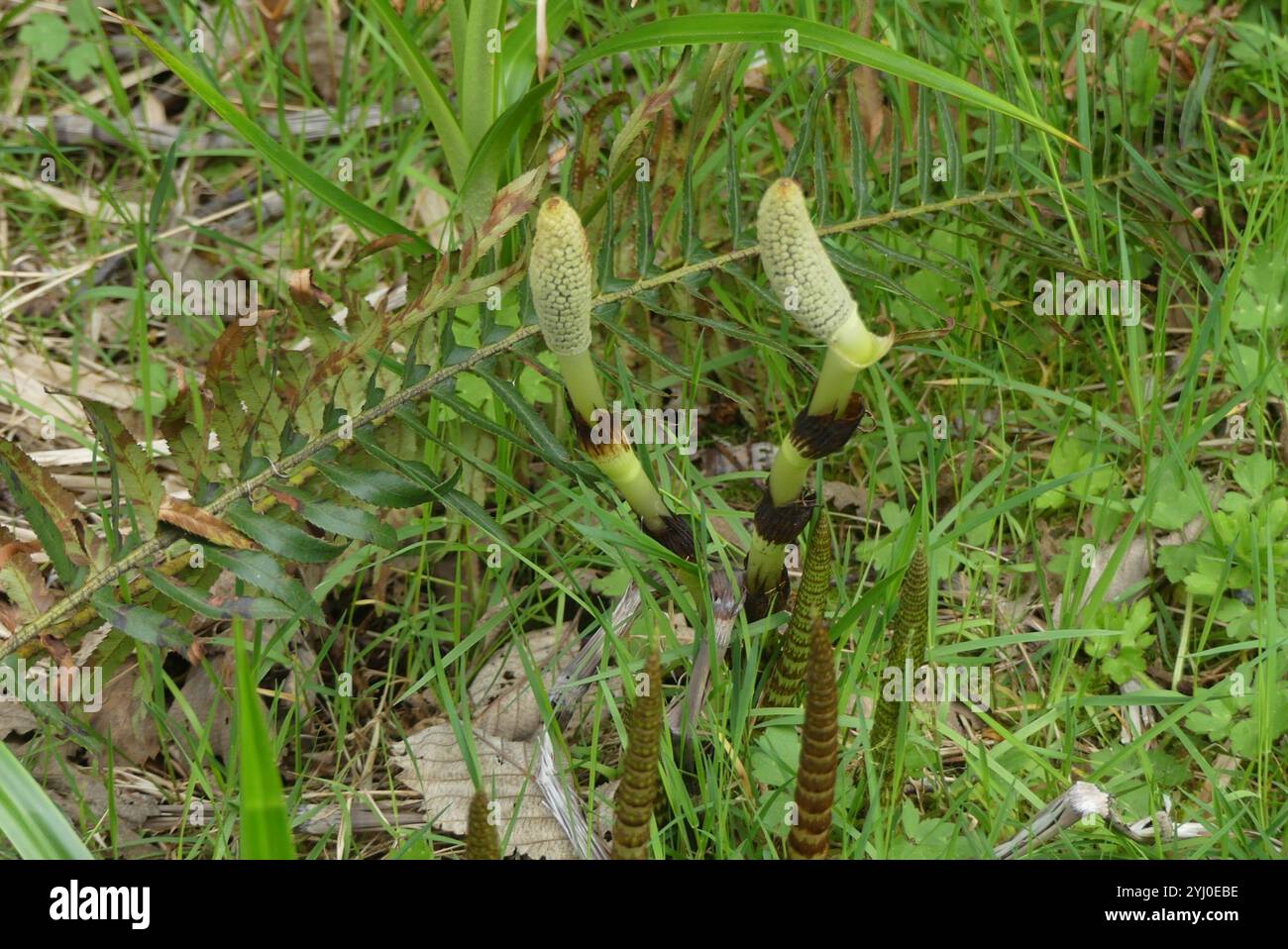 great horsetail (Equisetum telmateia Stock Photo - Alamy