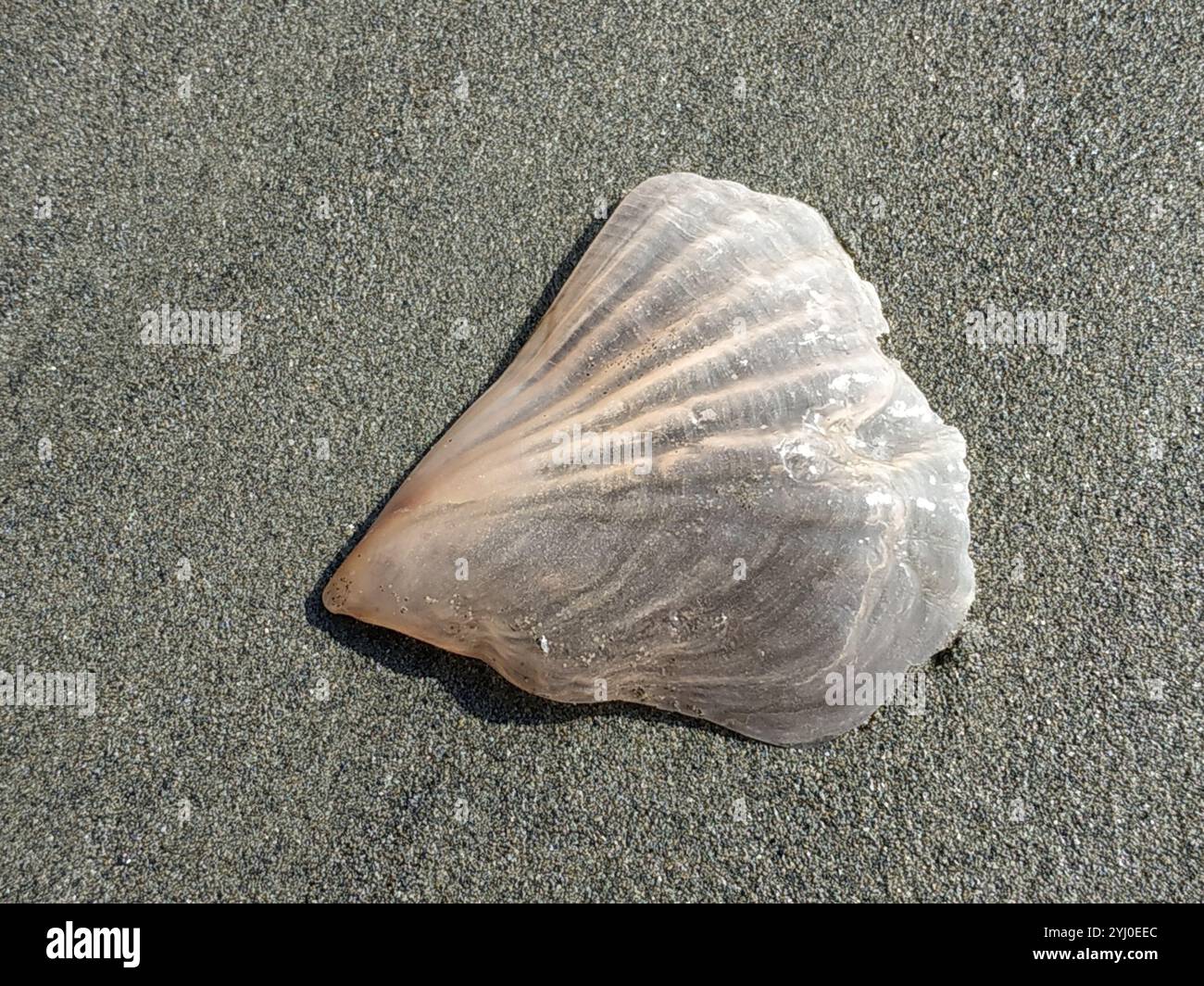 Baggy Pen Shell (Pinna saccata Stock Photo - Alamy