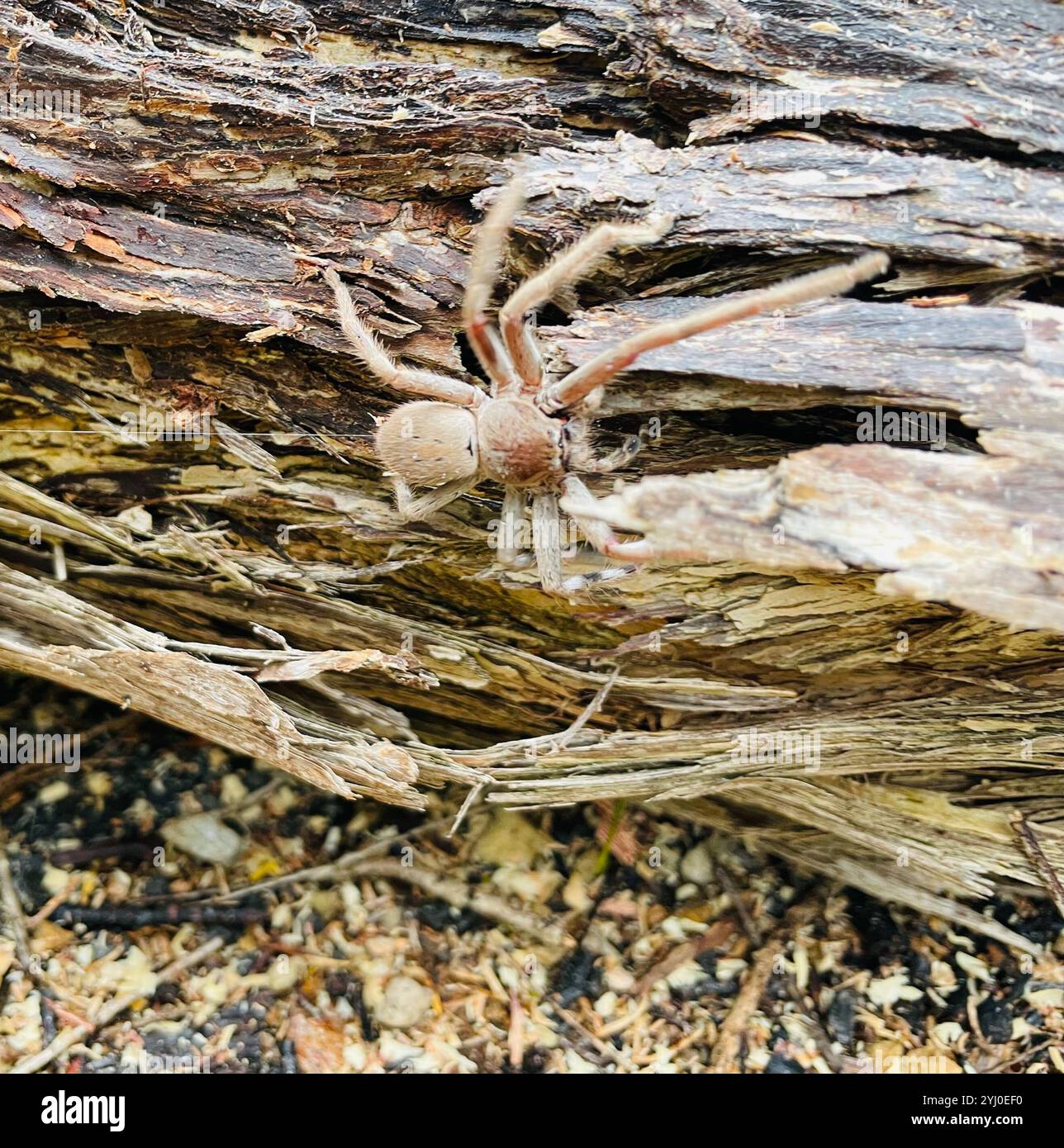 Cinnamon Huntsman (Isopedella leai Stock Photo - Alamy