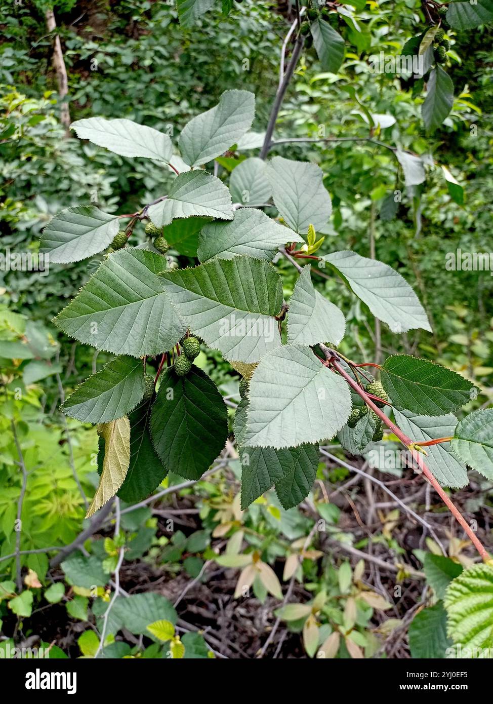 siberian alder (Alnus alnobetula fruticosa Stock Photo - Alamy