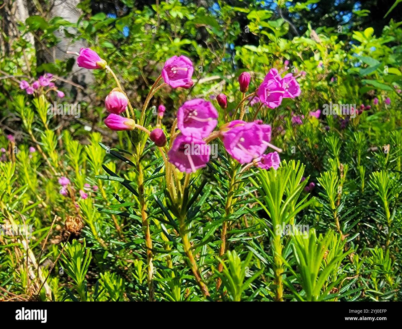 pink mountainheath (Phyllodoce empetriformis Stock Photo - Alamy