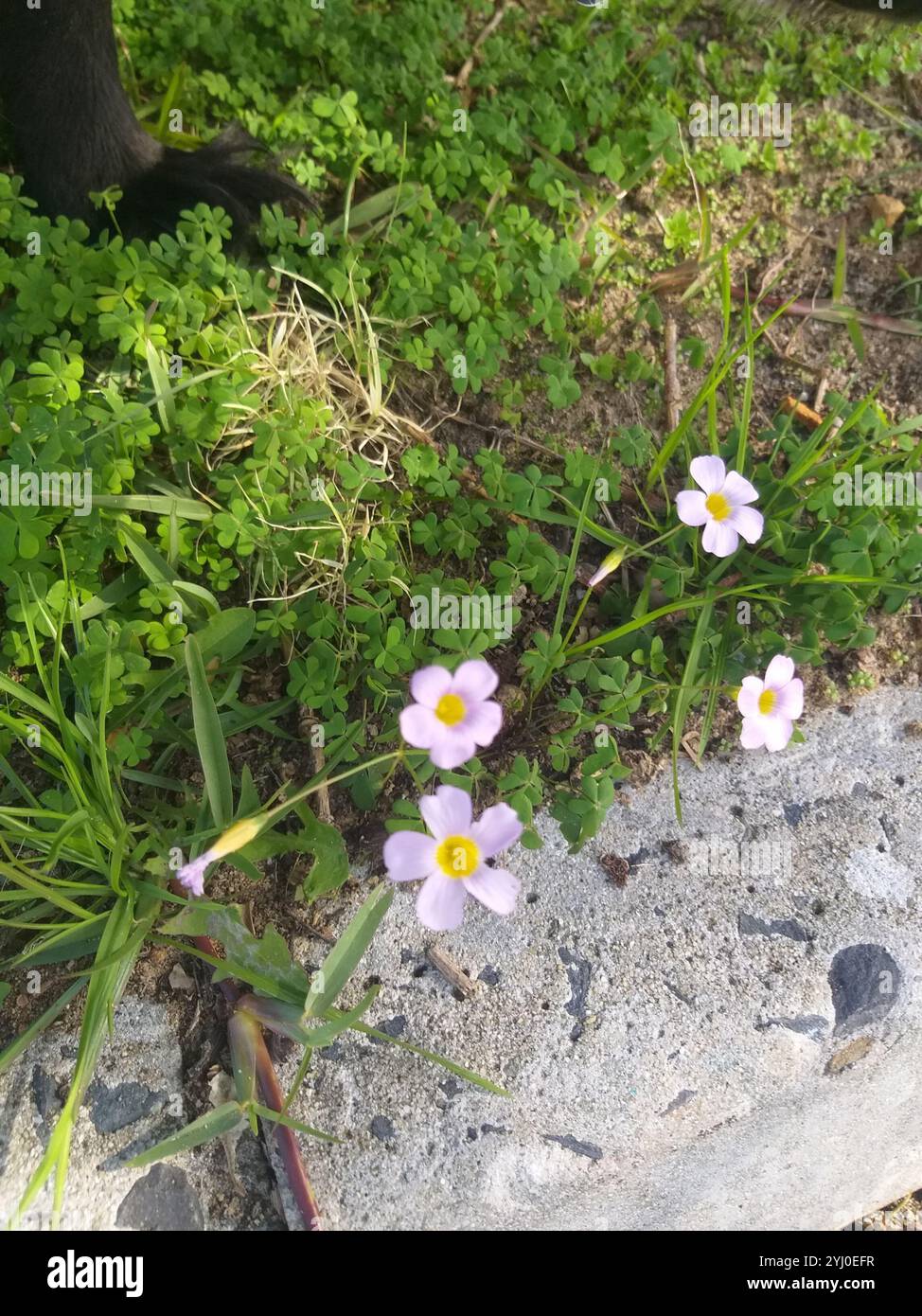 Goat's-foot (Oxalis caprina Stock Photo - Alamy