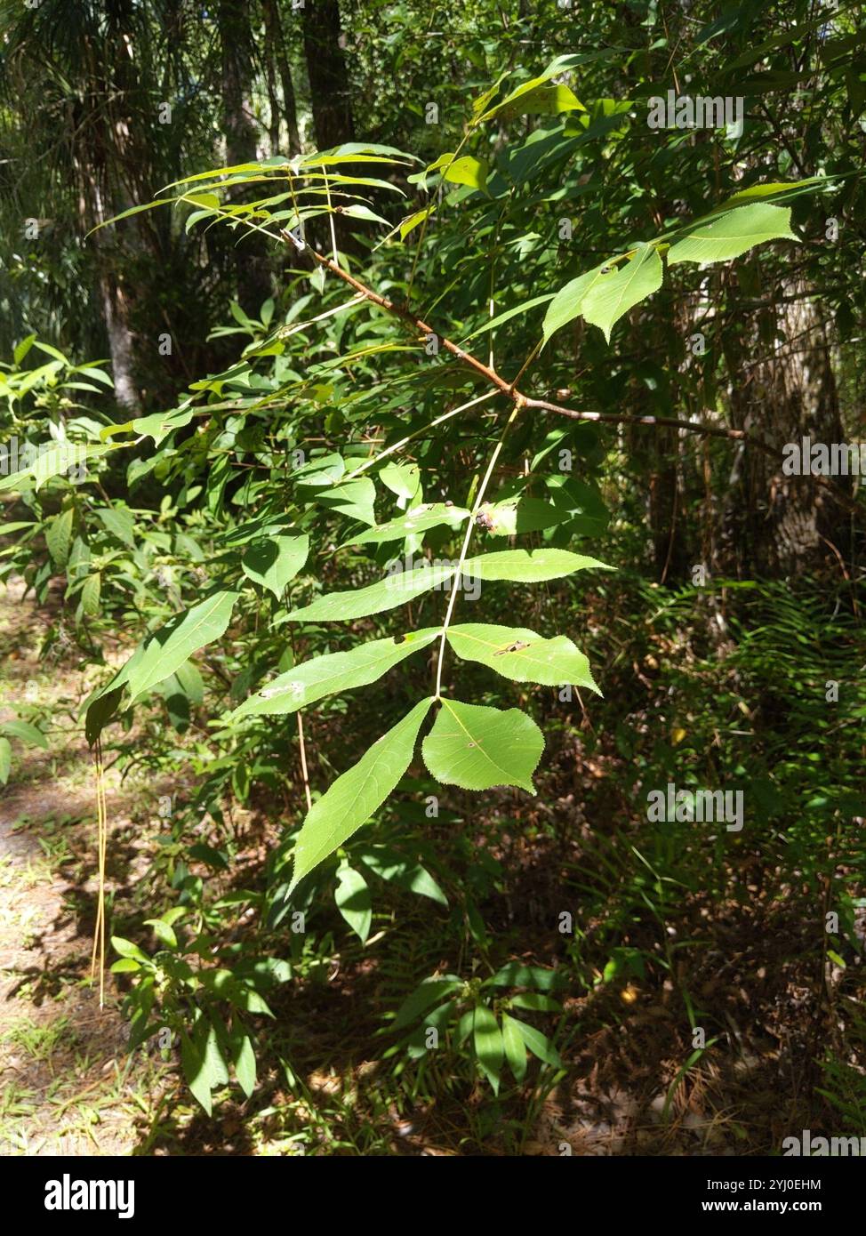 water hickory (Carya aquatica Stock Photo - Alamy