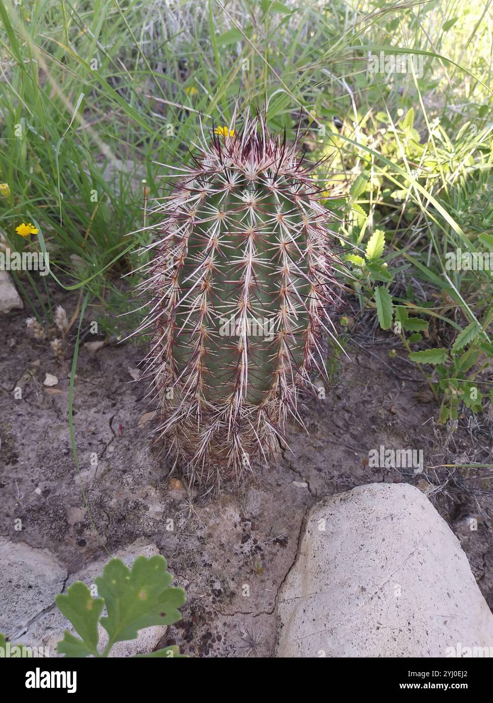 Texas Hedgehog Cactus (Echinocereus chloranthus chloranthus Stock Photo ...