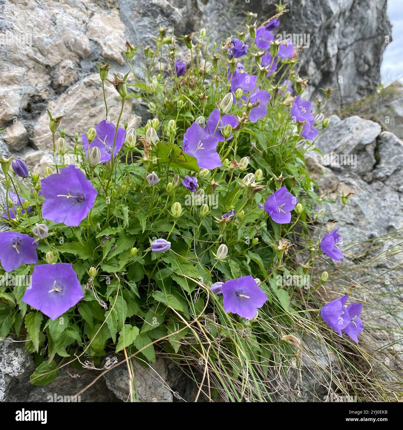 tussock bellflower (Campanula carpatica Stock Photo - Alamy