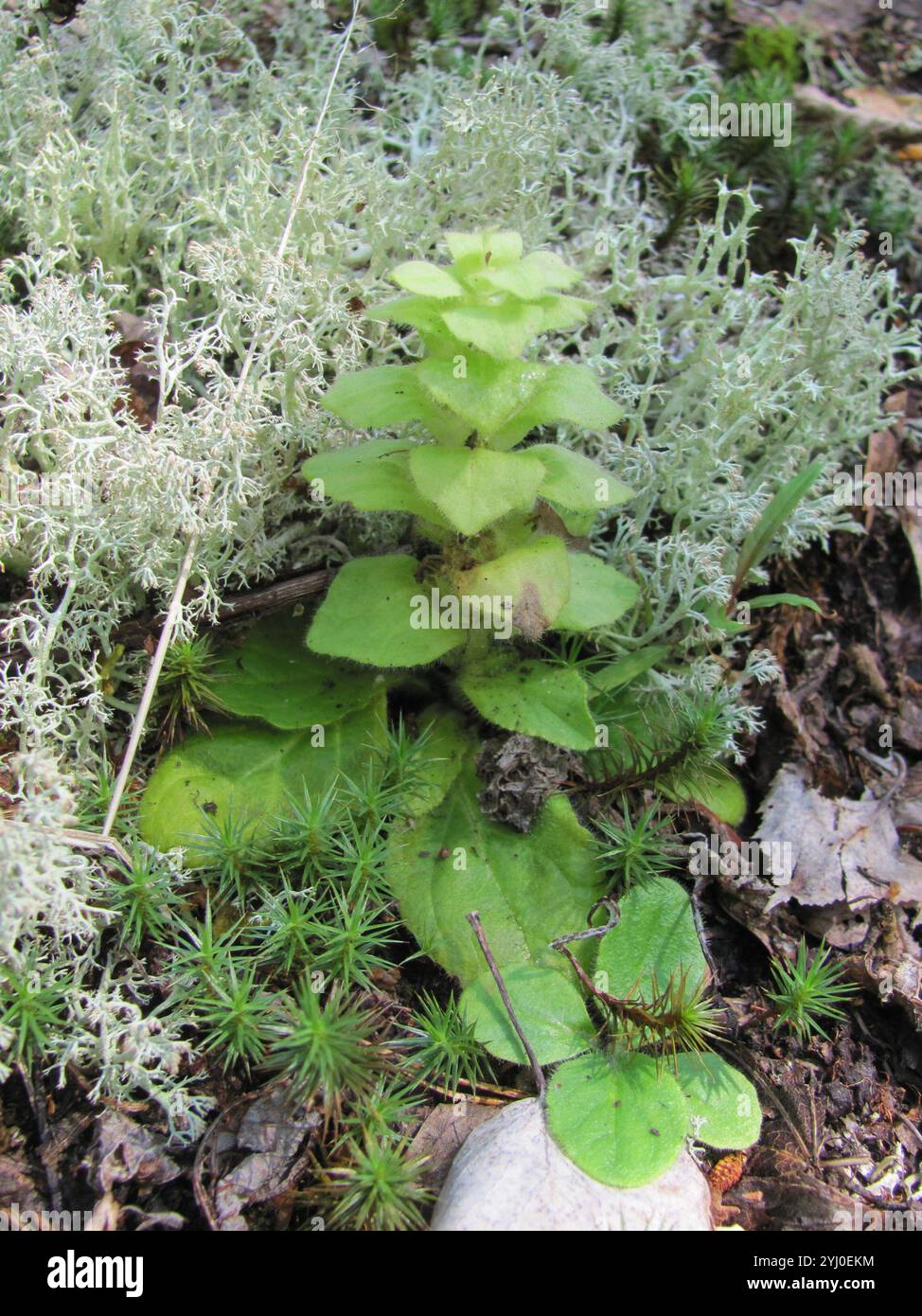 Pyramidal Bugle (Ajuga pyramidalis Stock Photo - Alamy