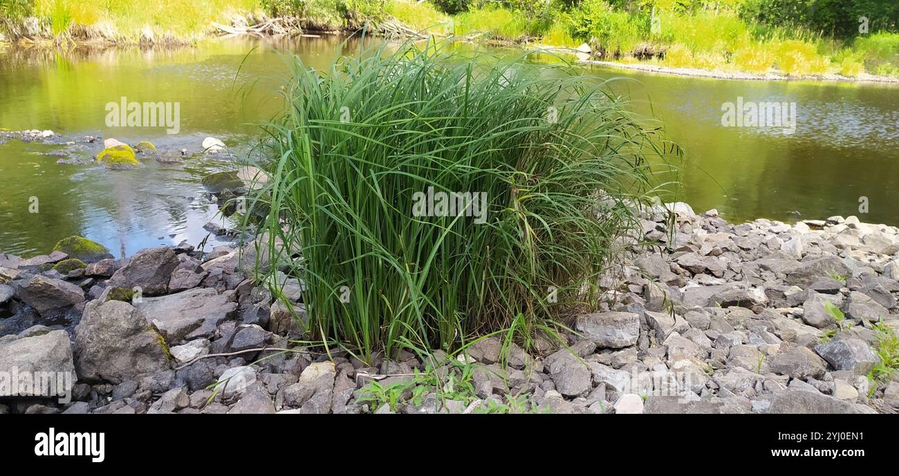 Slender tufted sedge hi-res stock photography and images - Alamy
