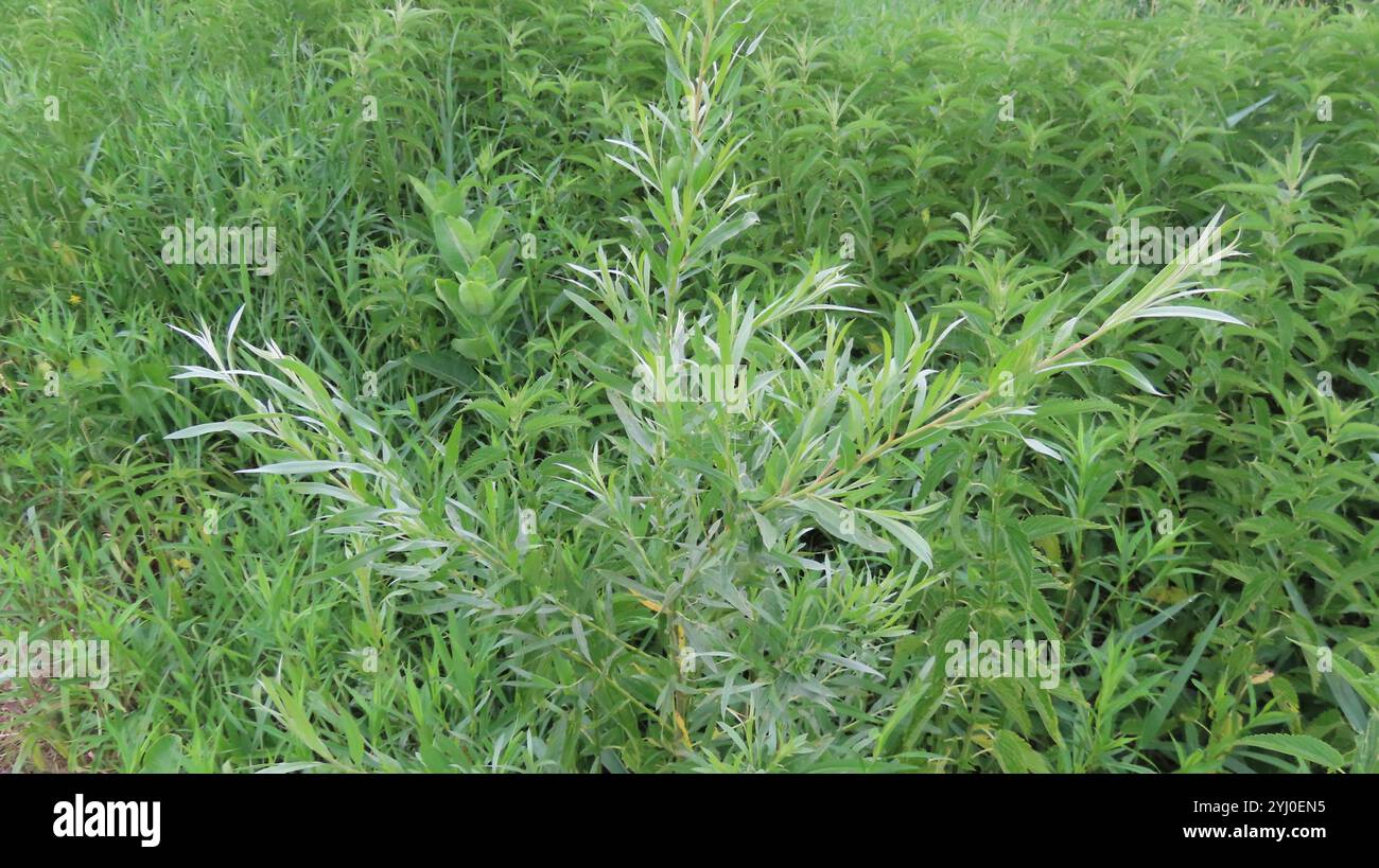 interior sandbar willow (Salix interior Stock Photo - Alamy