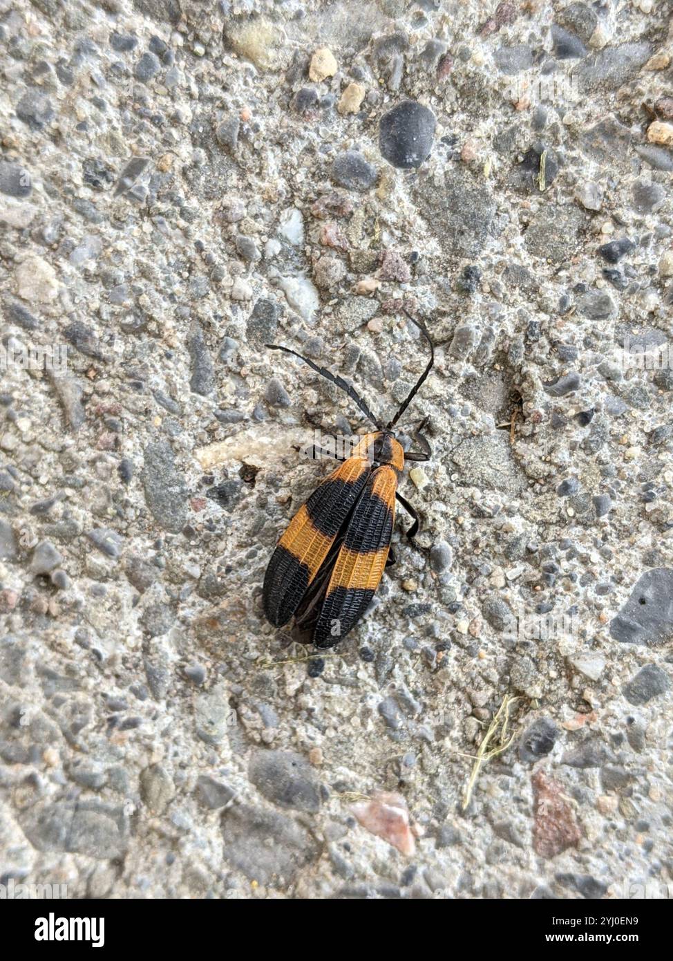 Reticulated Net-winged Beetle (Calopteron reticulatum Stock Photo - Alamy