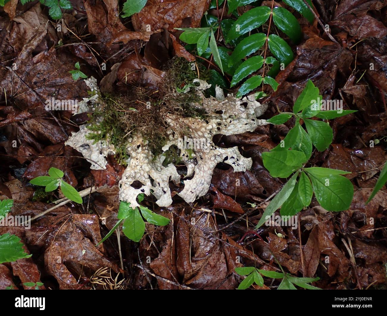 Tree Lungwort (Lobaria pulmonaria Stock Photo - Alamy