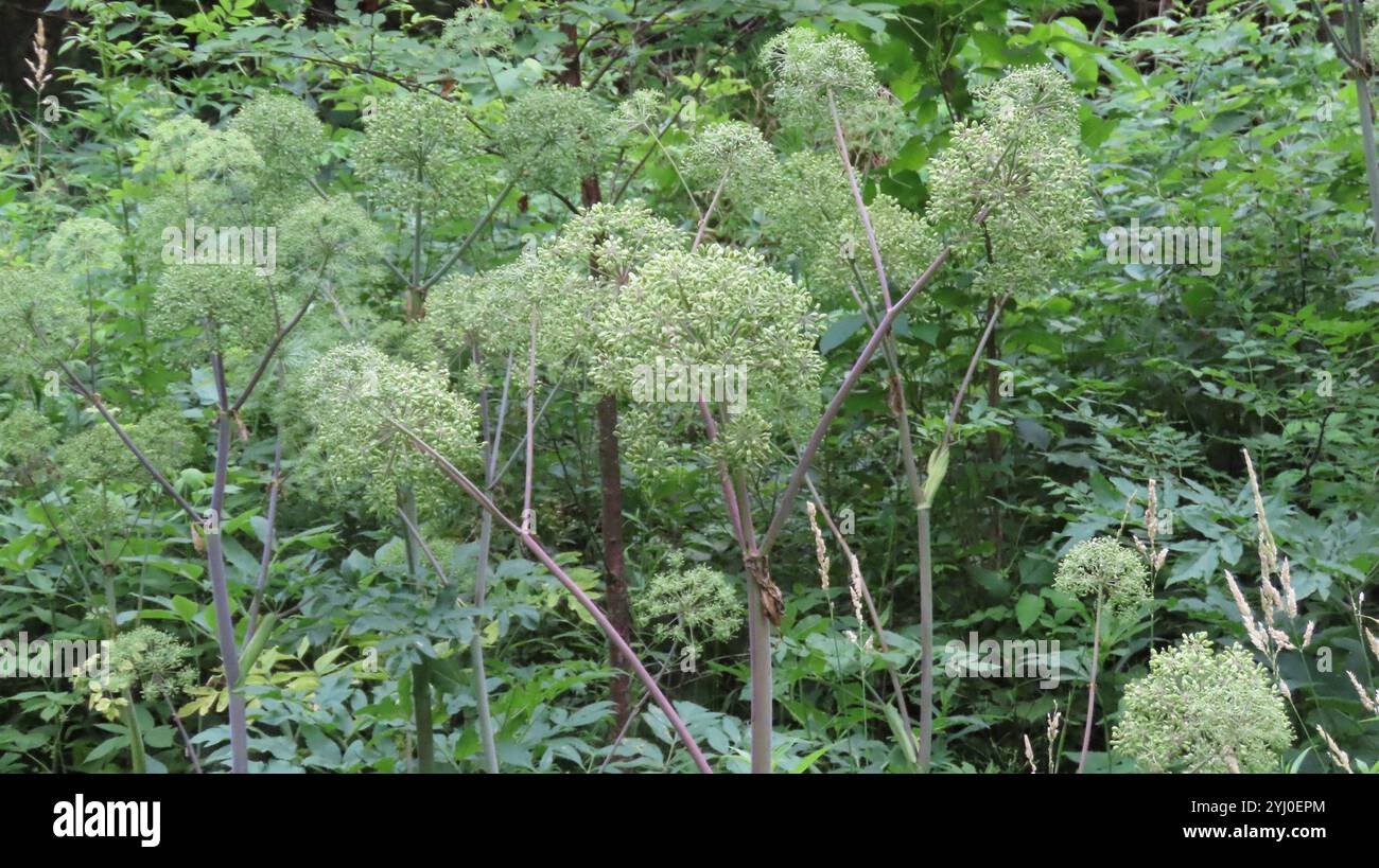 purple-stemmed angelica (Angelica atropurpurea Stock Photo - Alamy