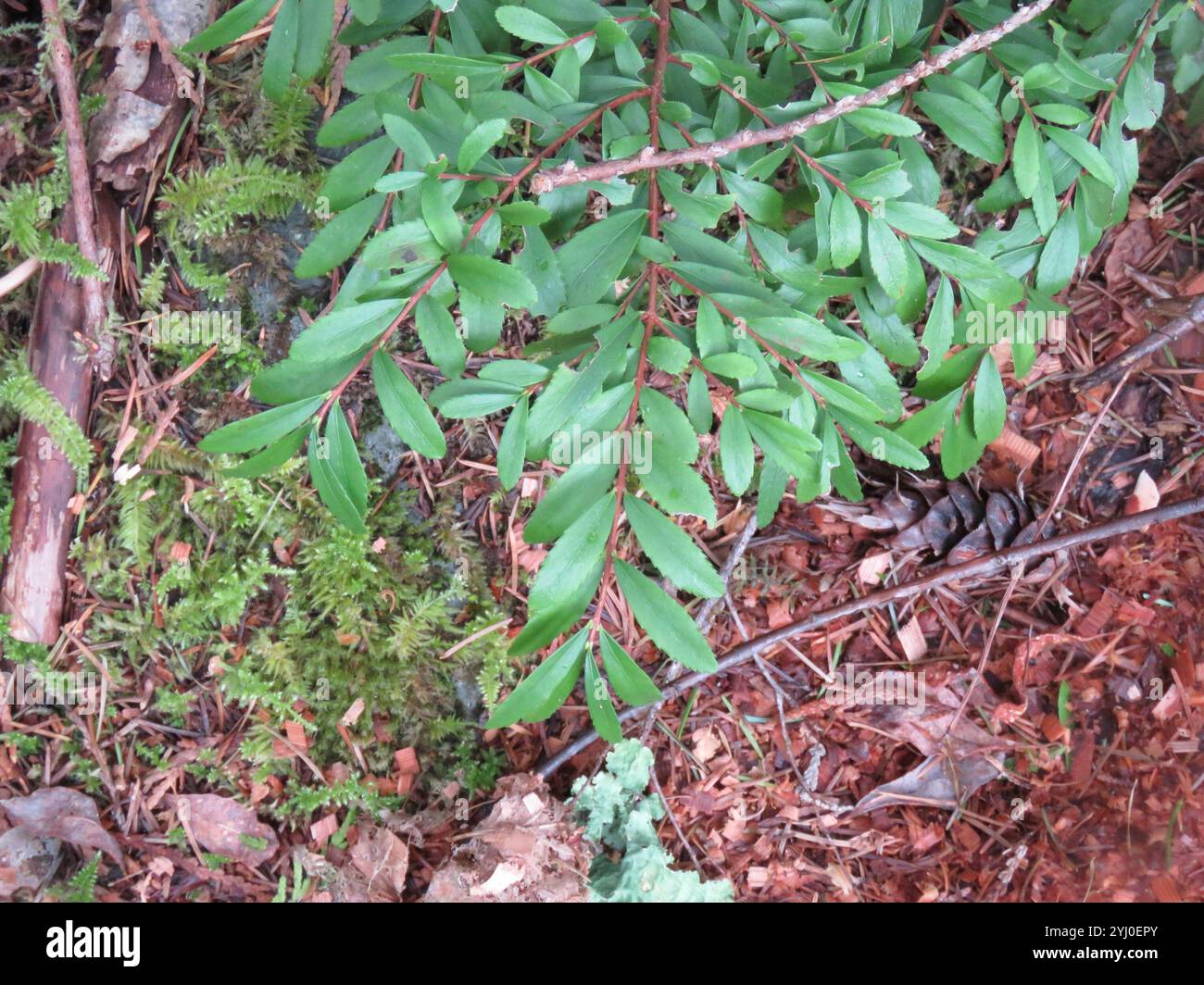 Oregon Boxwood (Paxistima myrsinites Stock Photo - Alamy