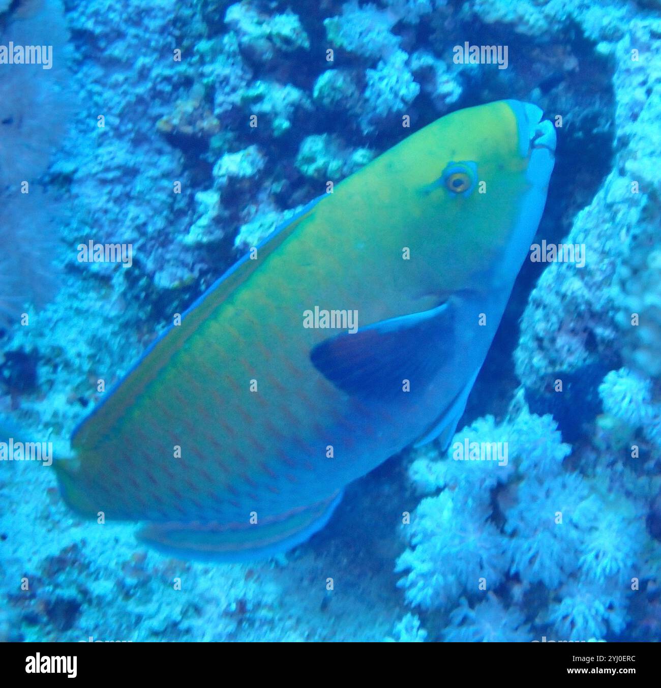 Chlorurus gibbus hi-res stock photography and images - Alamy