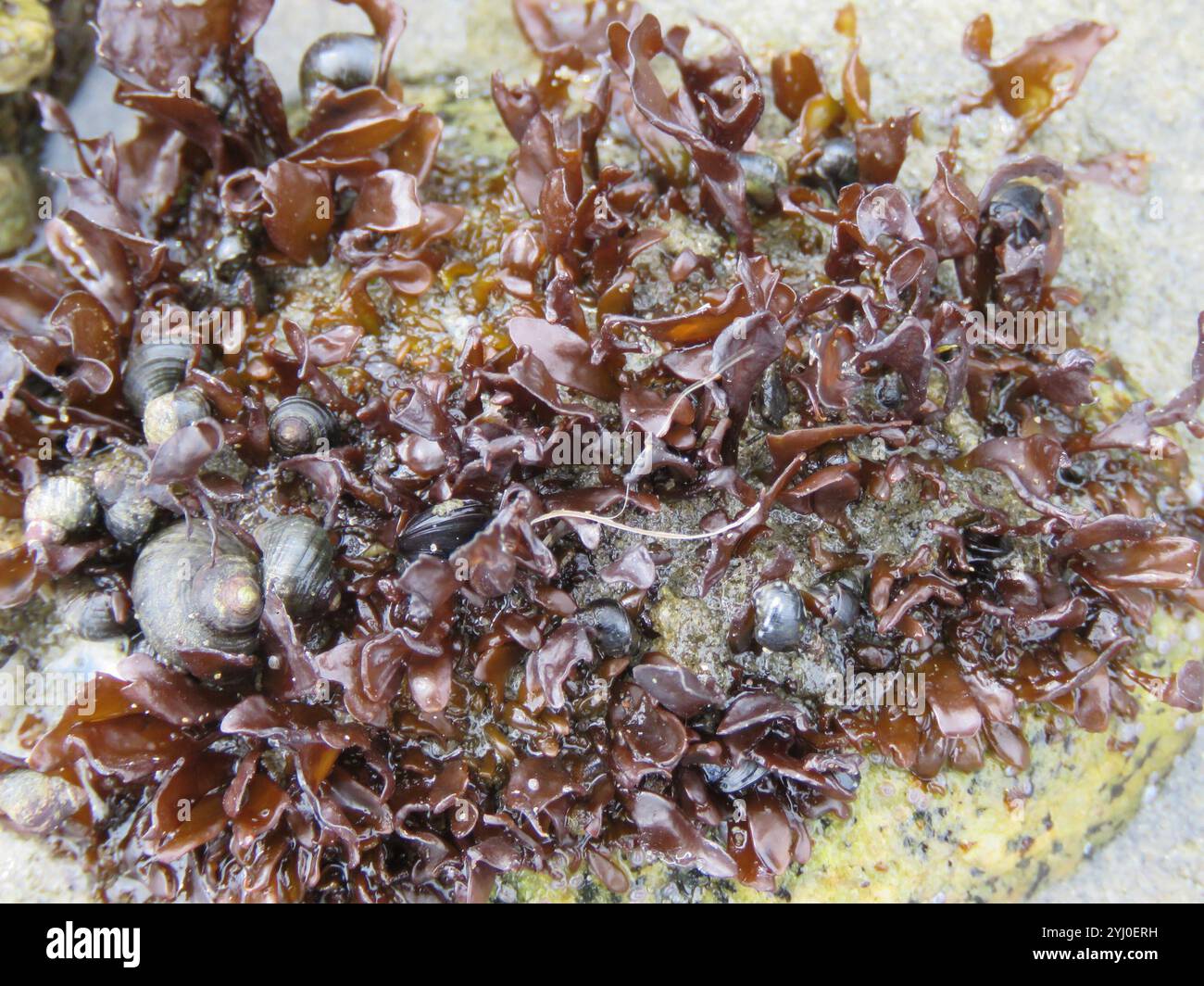 red algae (Rhodophyta Stock Photo - Alamy