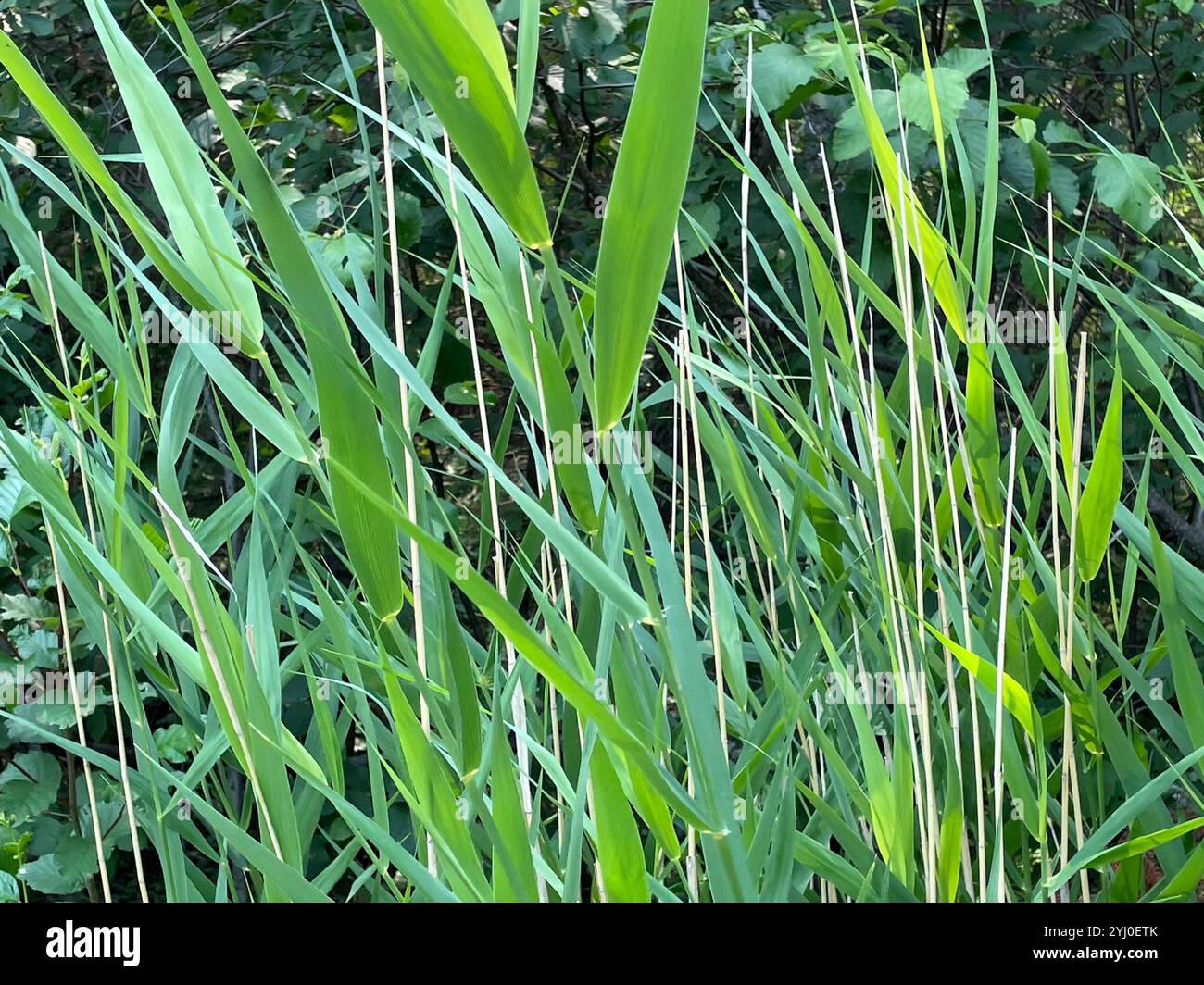 American common reed (Phragmites australis americanus Stock Photo - Alamy