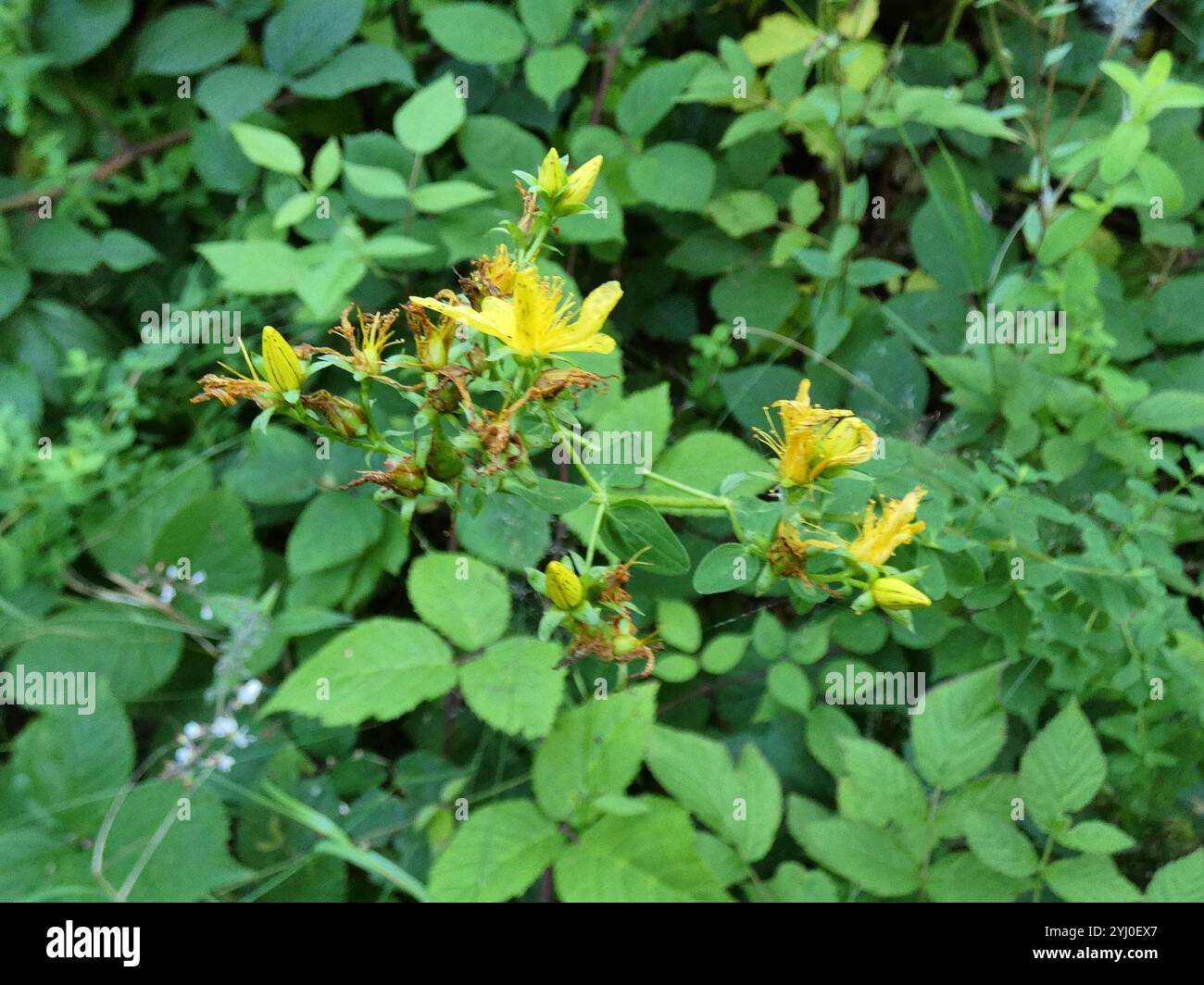 Imperforate St John's-wort (Hypericum maculatum Stock Photo - Alamy