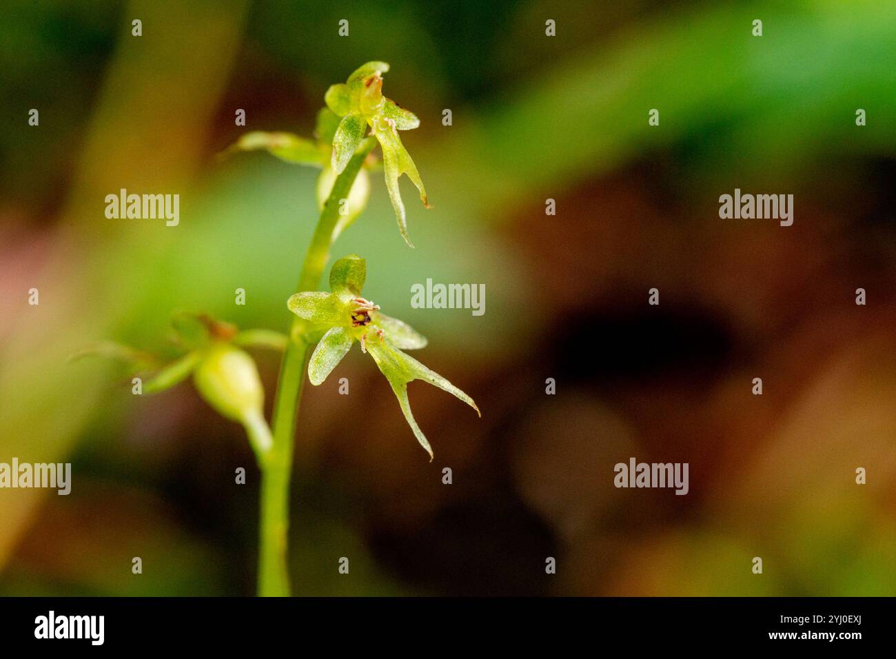 Heartleaf Twayblade (Neottia cordata Stock Photo - Alamy