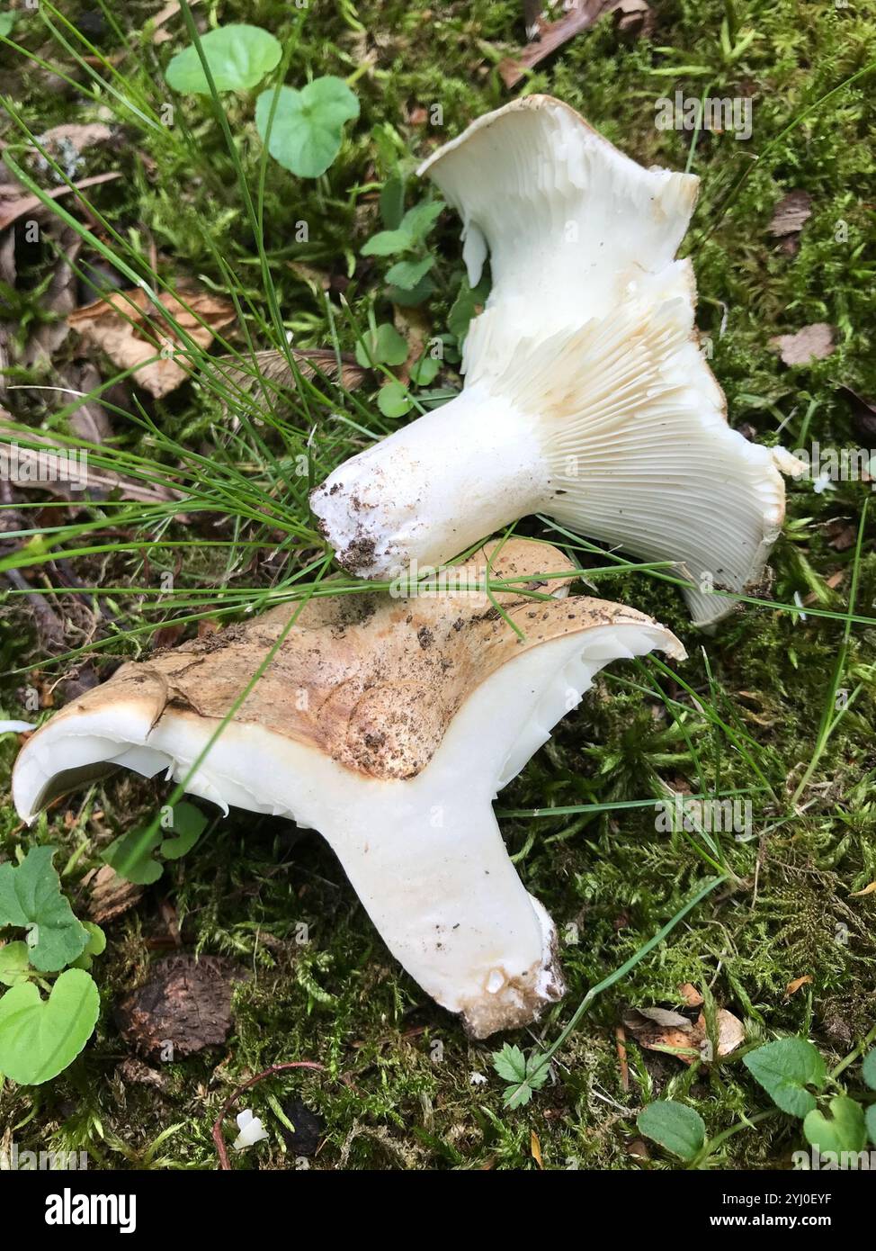 milk-white brittlegill (Russula delica Stock Photo - Alamy