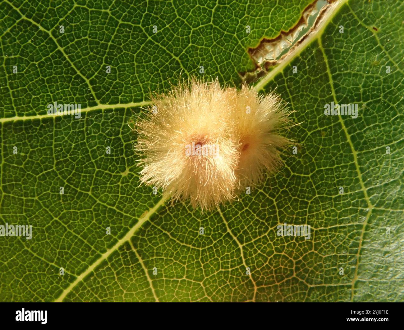 Furry Oak Leaf Gall Wasp (Callirhytis furva Stock Photo - Alamy