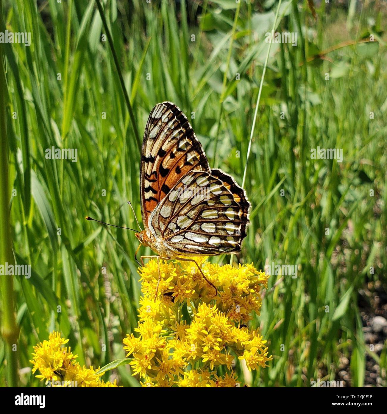 Edwards's Fritillary (Argynnis edwardsii Stock Photo - Alamy