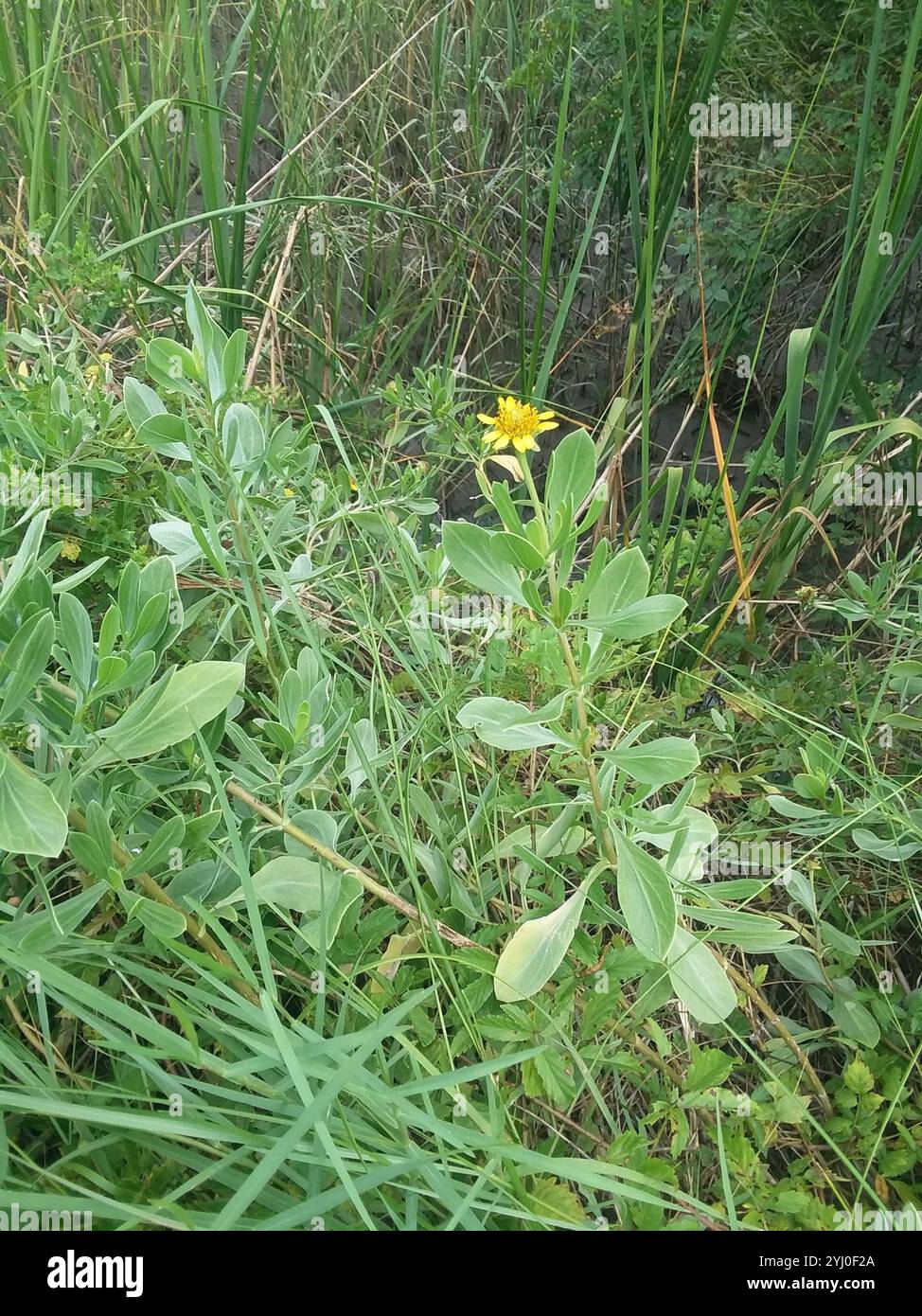 sea ox-eye (Borrichia frutescens Stock Photo - Alamy
