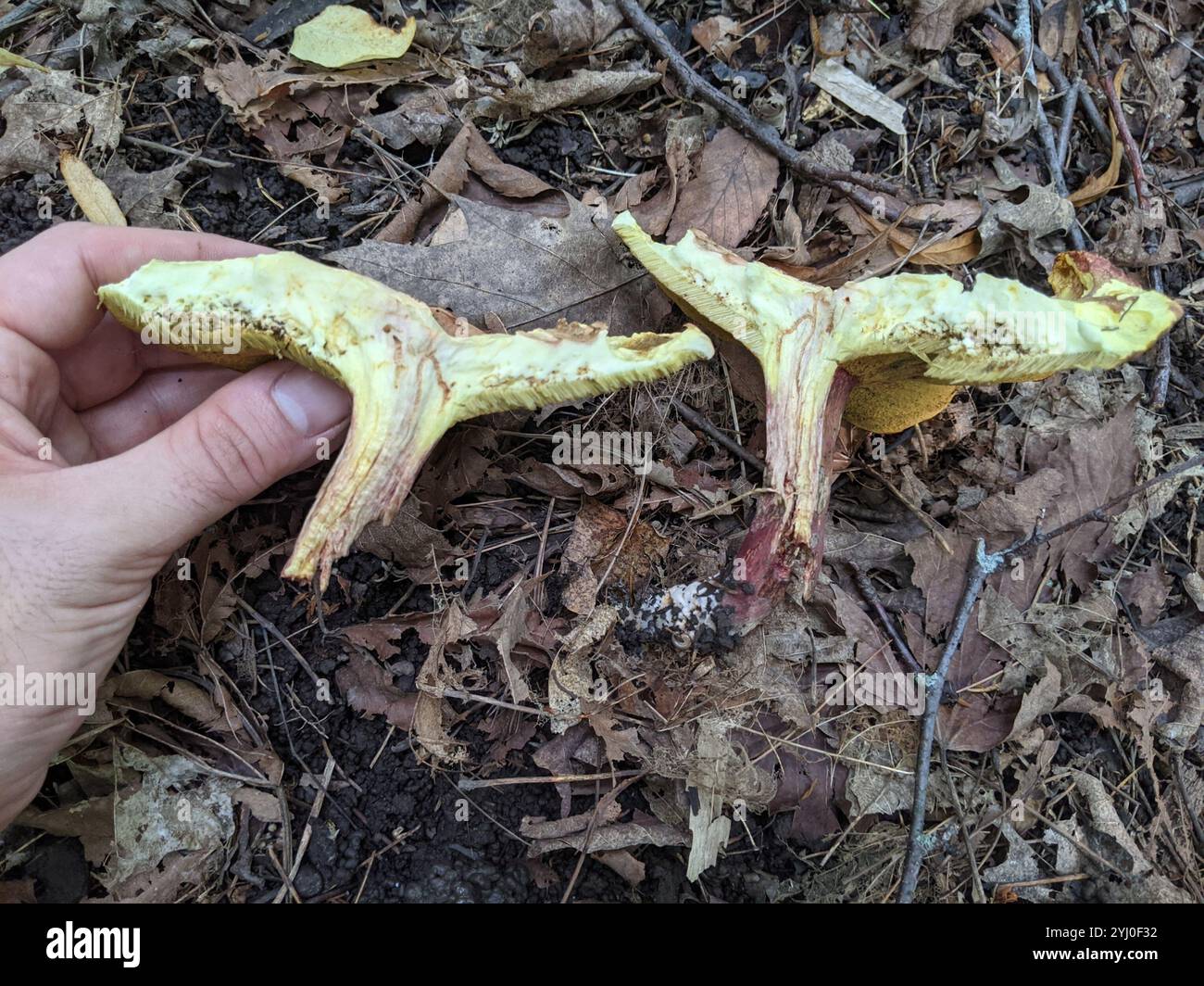 Two colored bolete hi-res stock photography and images - Alamy
