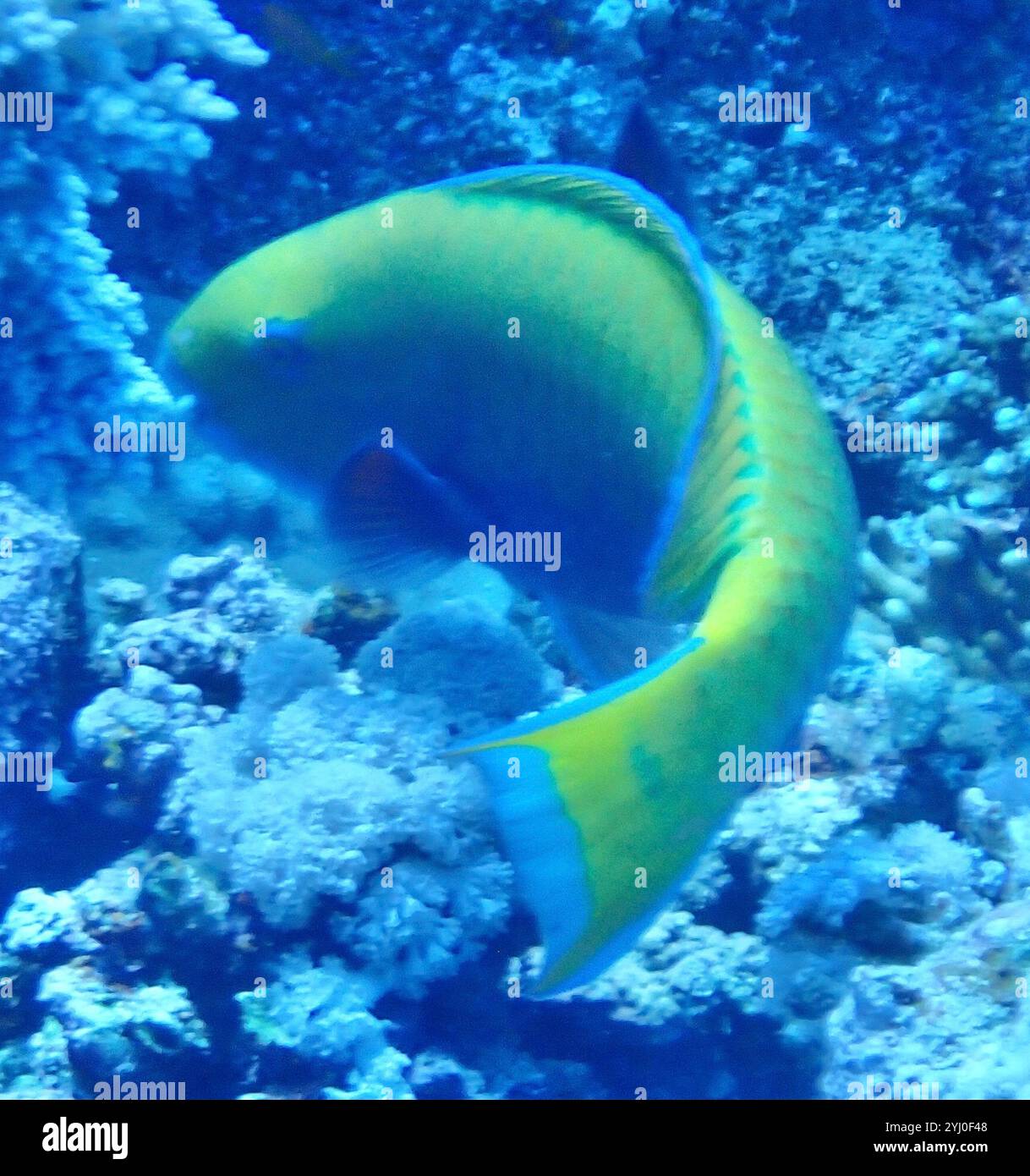 Chlorurus gibbus hi-res stock photography and images - Alamy