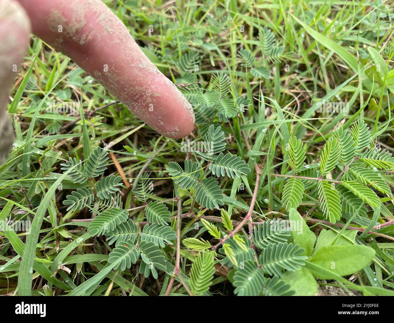 Yellow Puff (Neptunia lutea Stock Photo - Alamy