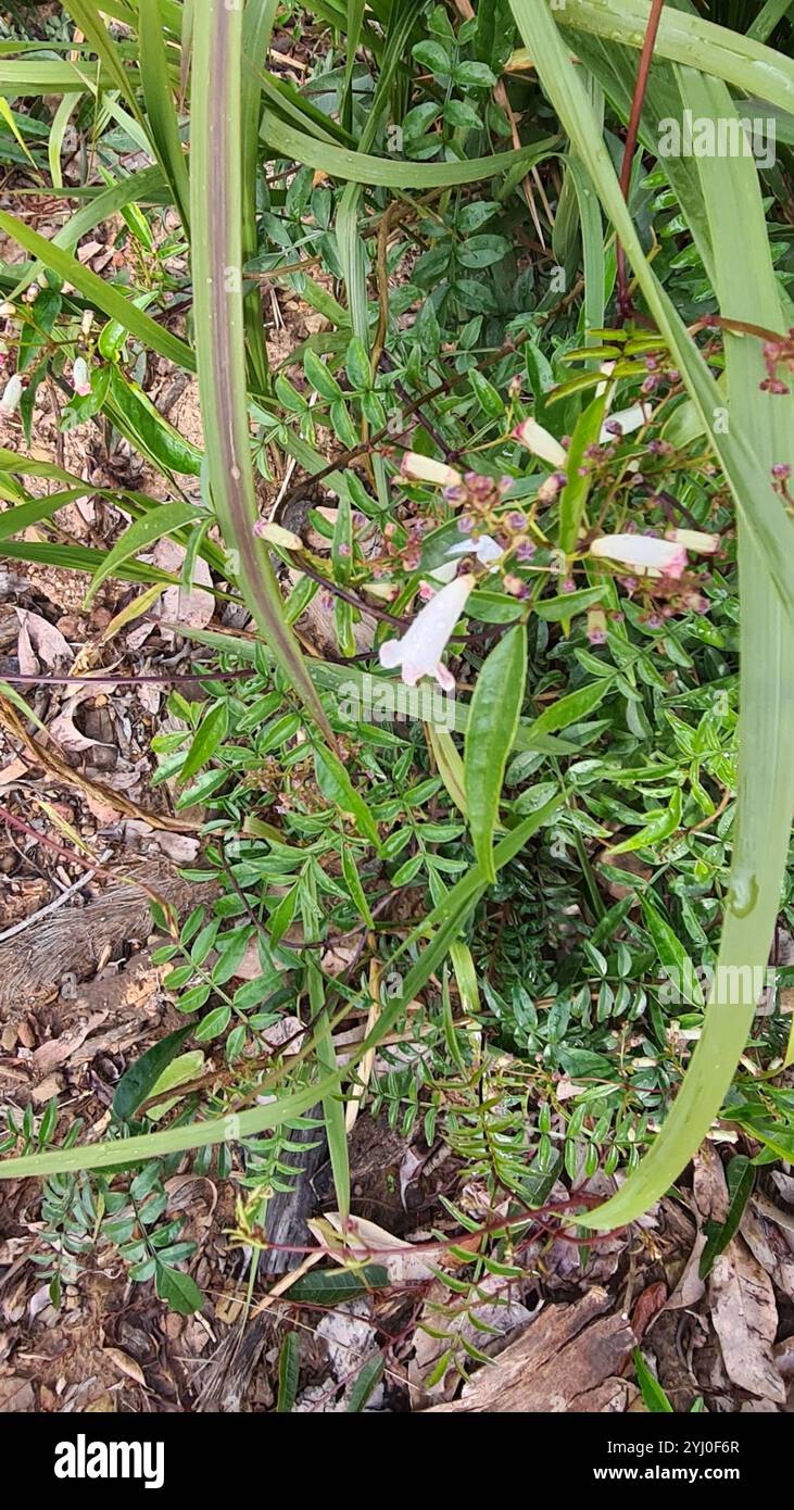 wonga vine (Pandorea pandorana Stock Photo - Alamy