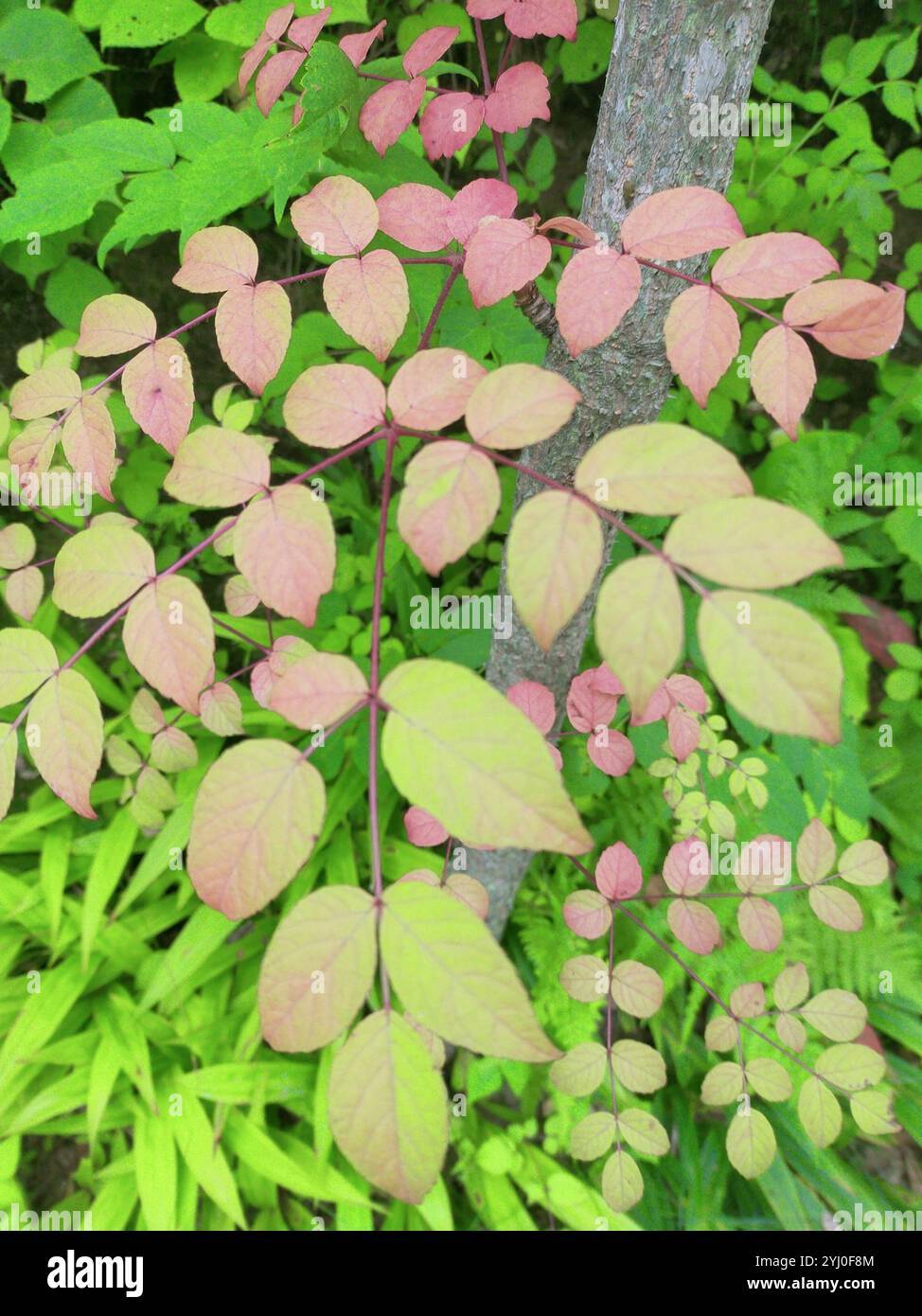 Japanese angelica tree (Aralia elata Stock Photo - Alamy