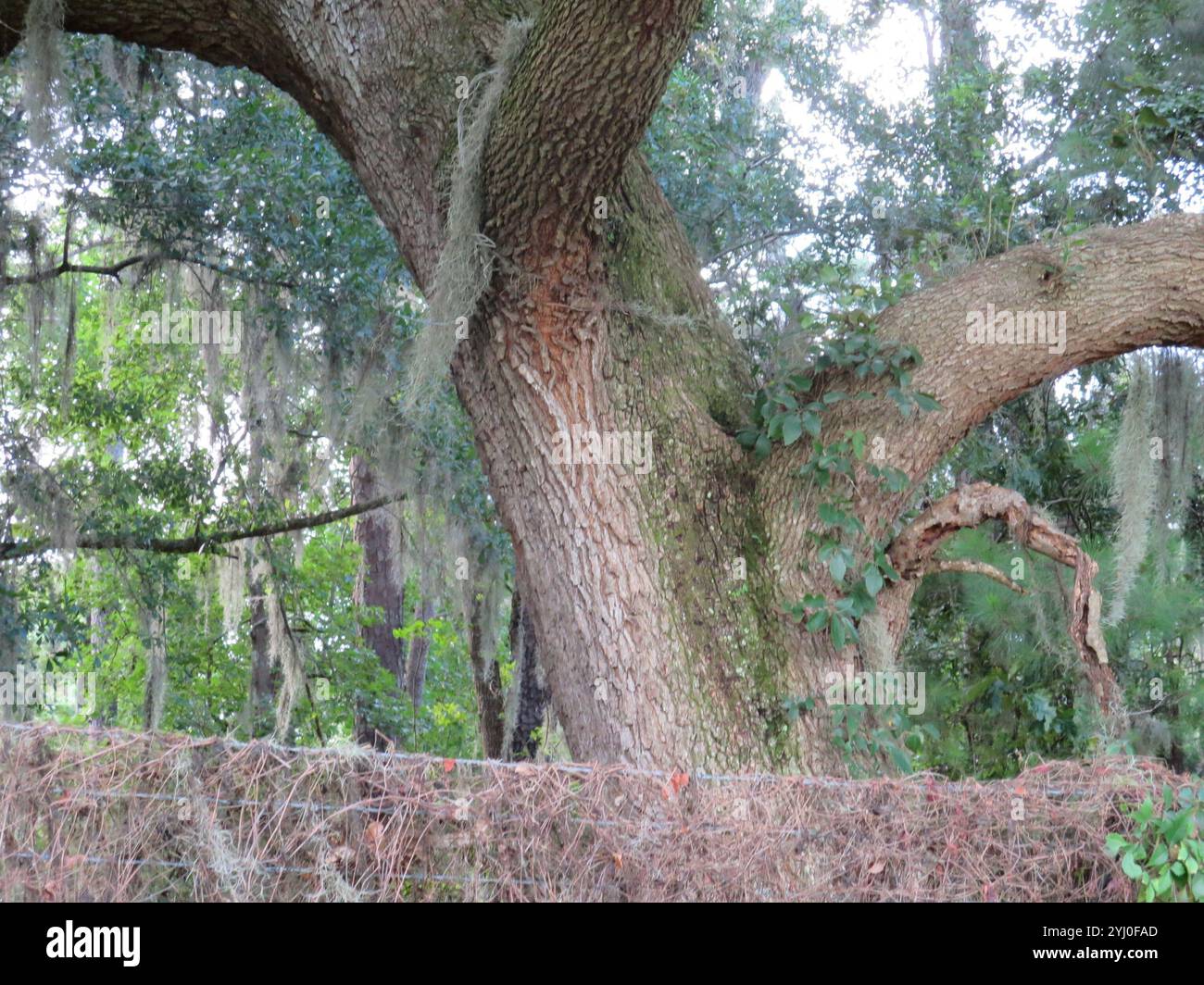 southern live oak (Quercus virginiana Stock Photo - Alamy