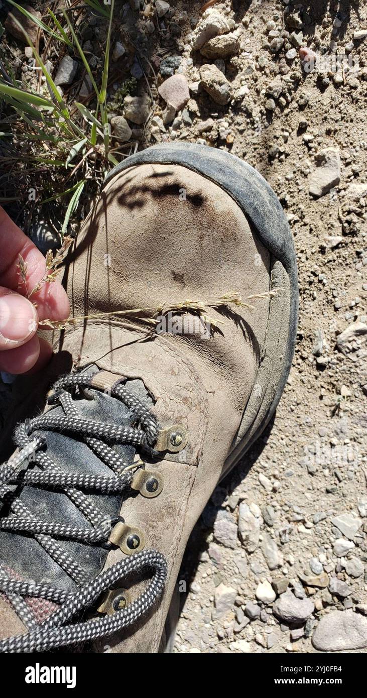 grasses, sedges, cattails, and allies (Poales Stock Photo - Alamy