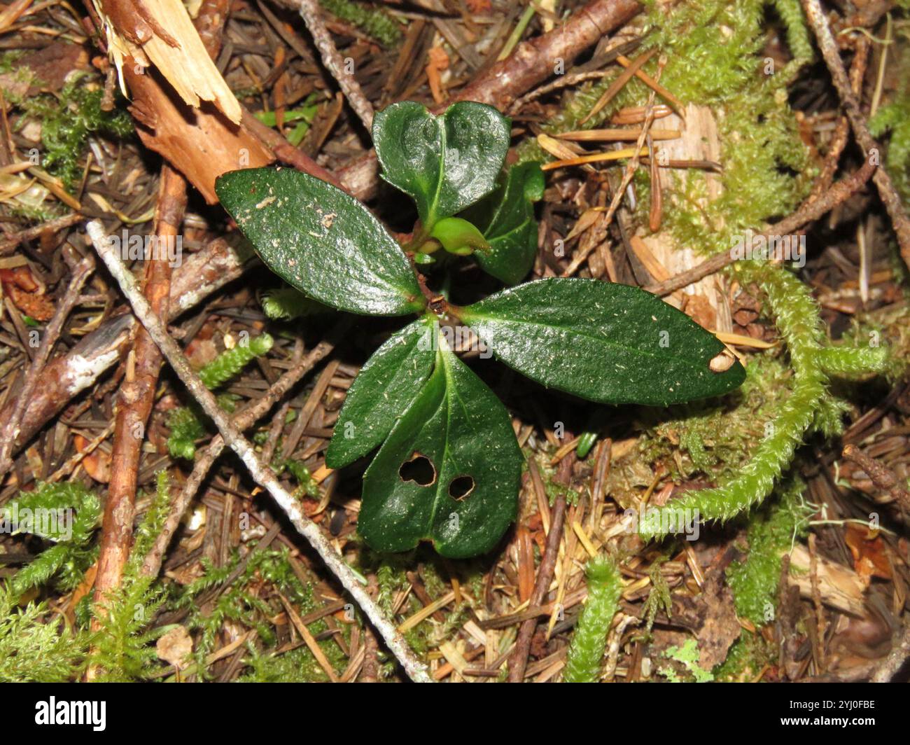 Little Prince's Pine (Chimaphila menziesii Stock Photo - Alamy