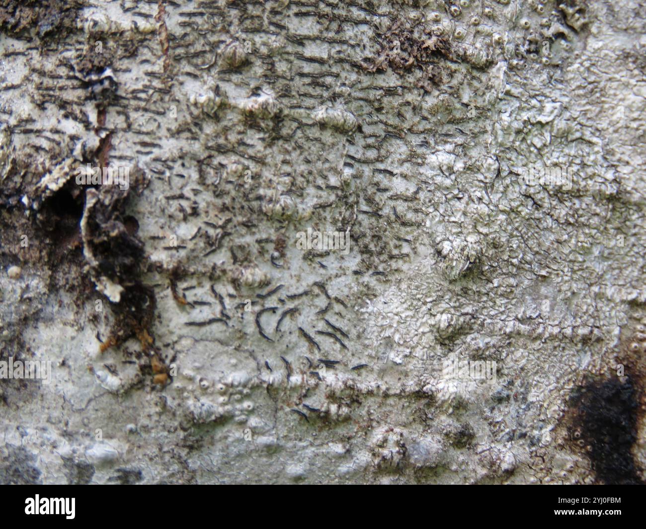 Common Script Lichen (Graphis scripta Stock Photo - Alamy