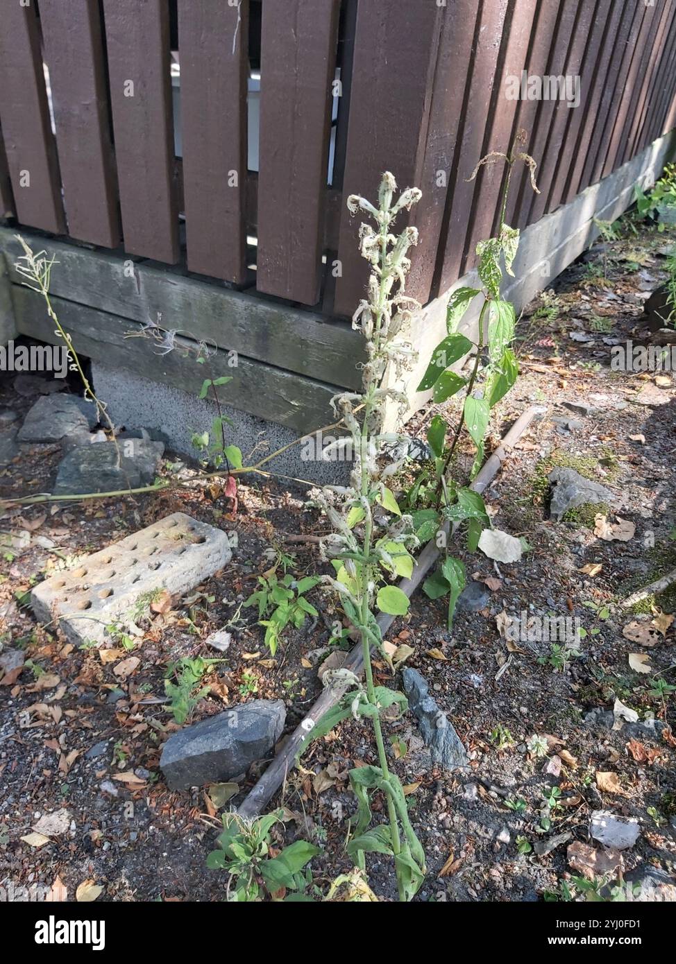 White Sticky Catchfly (Silene viscosa Stock Photo - Alamy