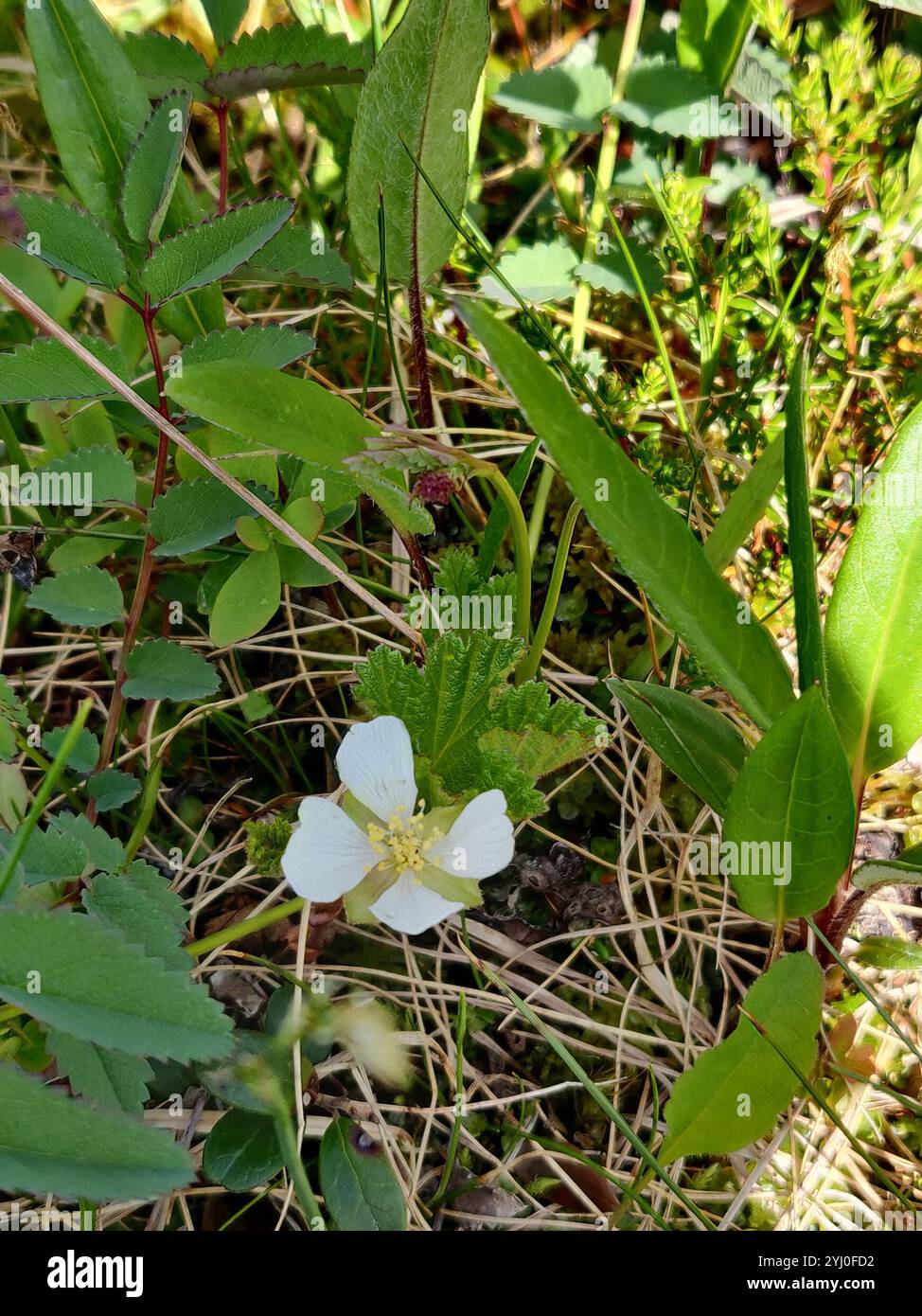 cloudberry (Rubus chamaemorus Stock Photo - Alamy